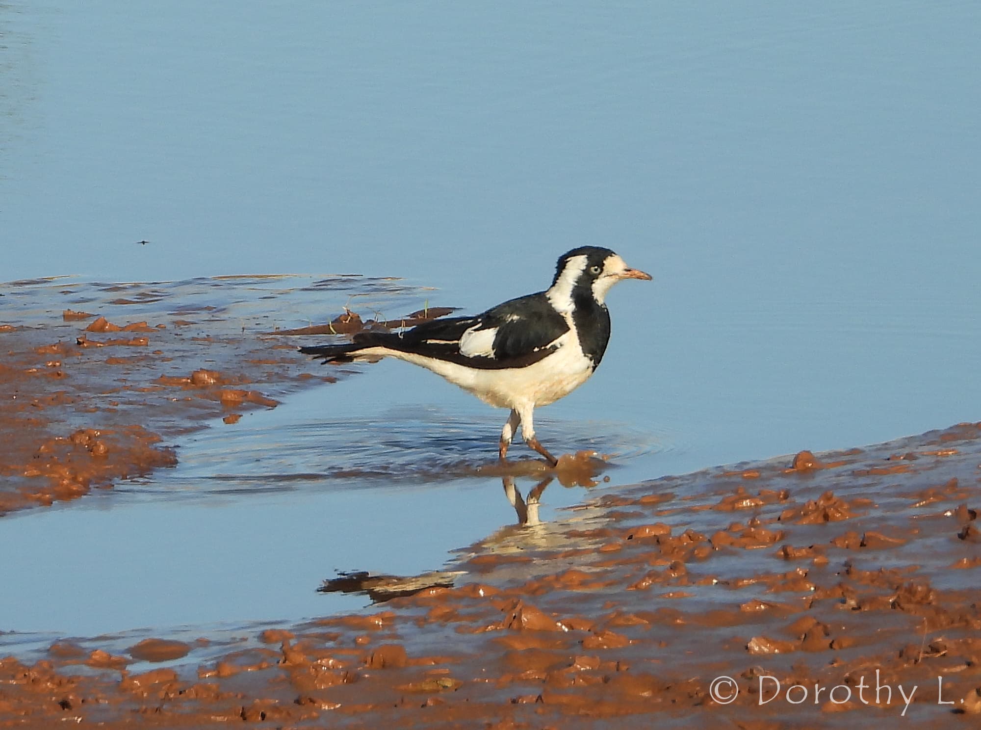 Magpie-lark – Ausemade