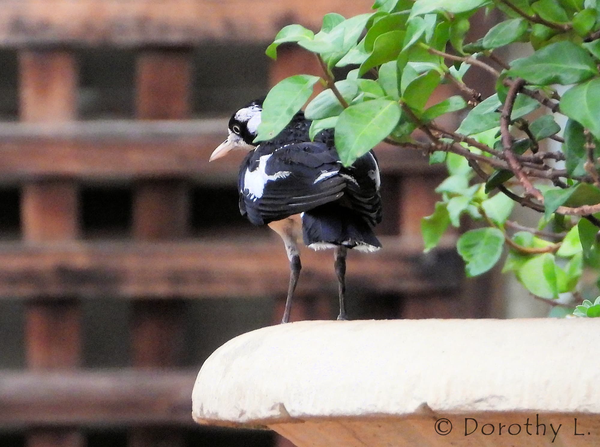 Magpie-lark – Ausemade