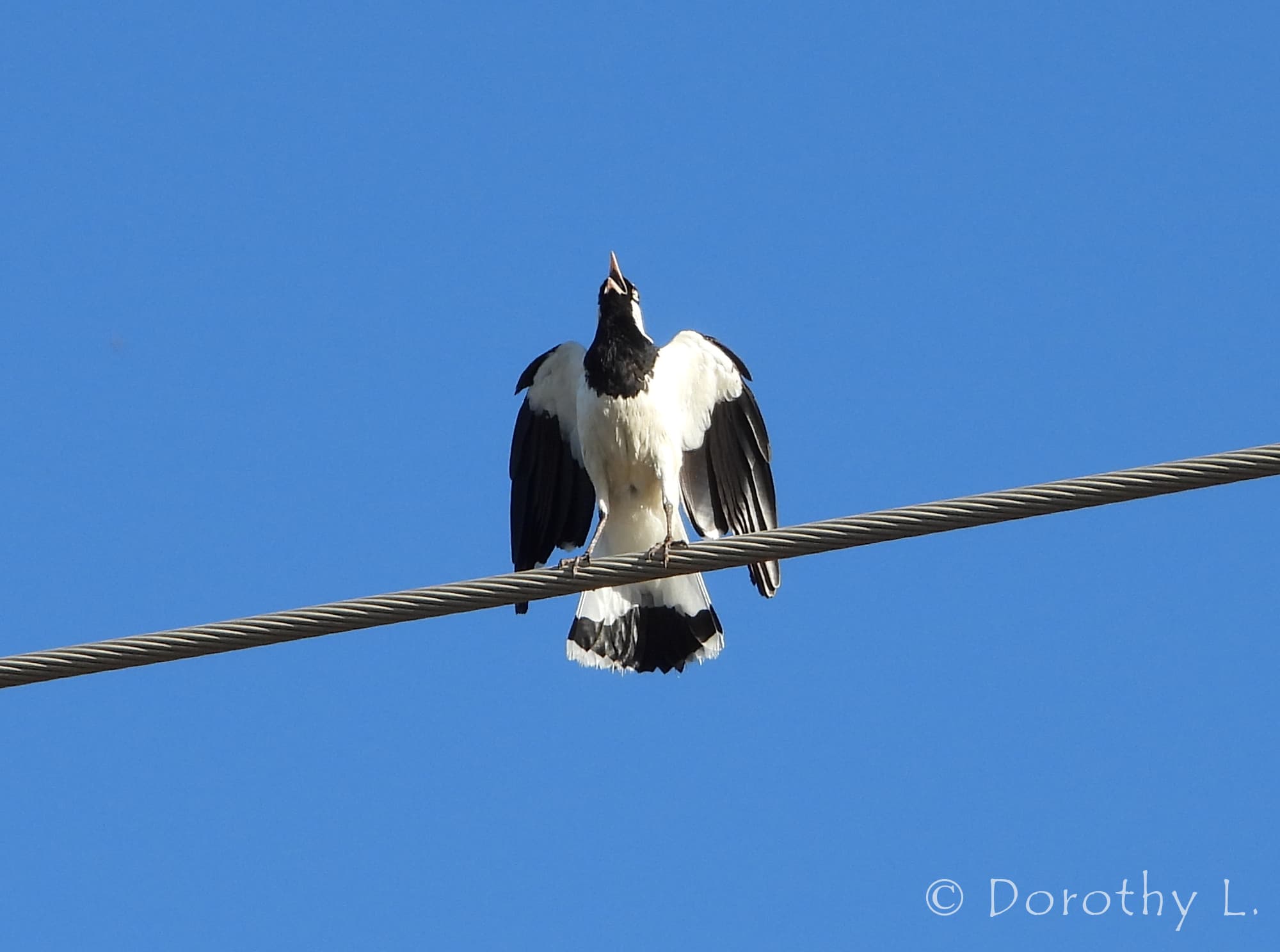 Alice Springs — Magpie-lark – Ausemade