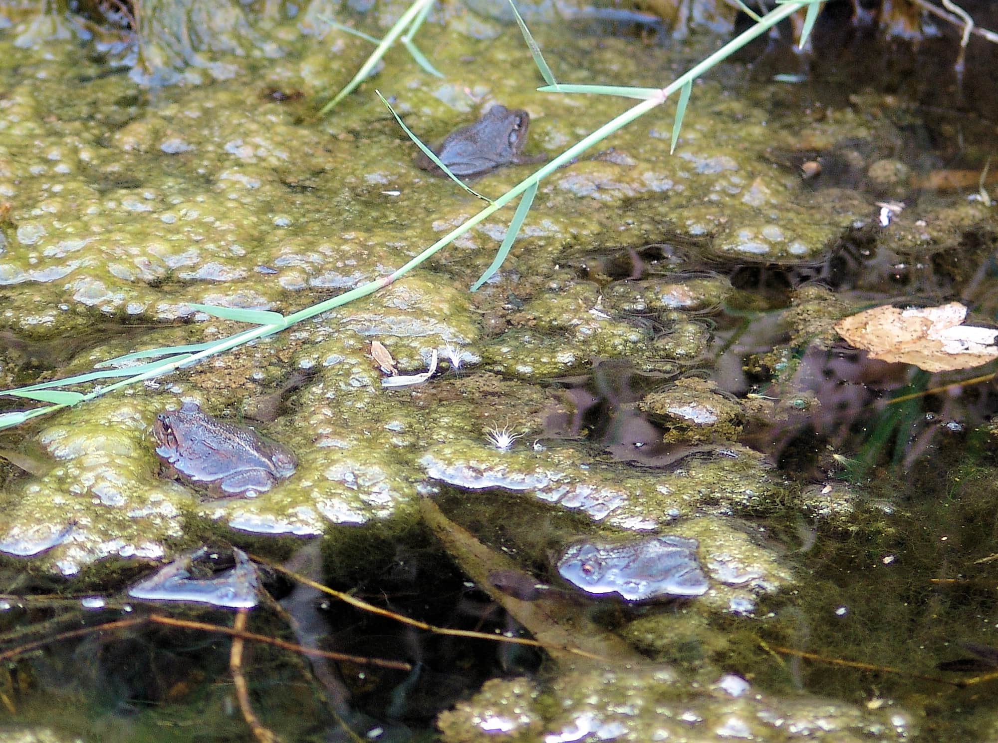 Frogs of Simpsons Gap – Ausemade