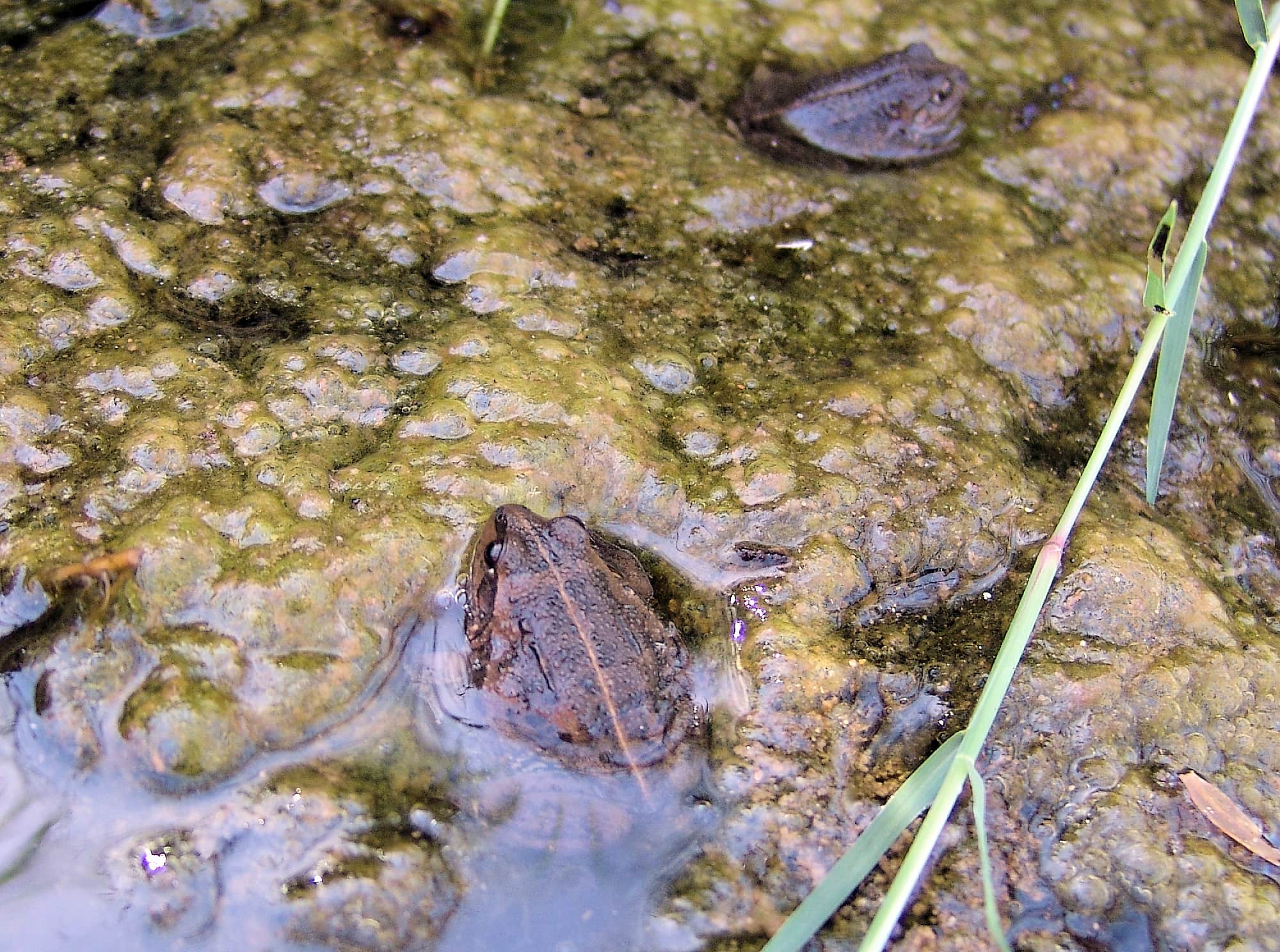 Frogs of Simpsons Gap – Ausemade