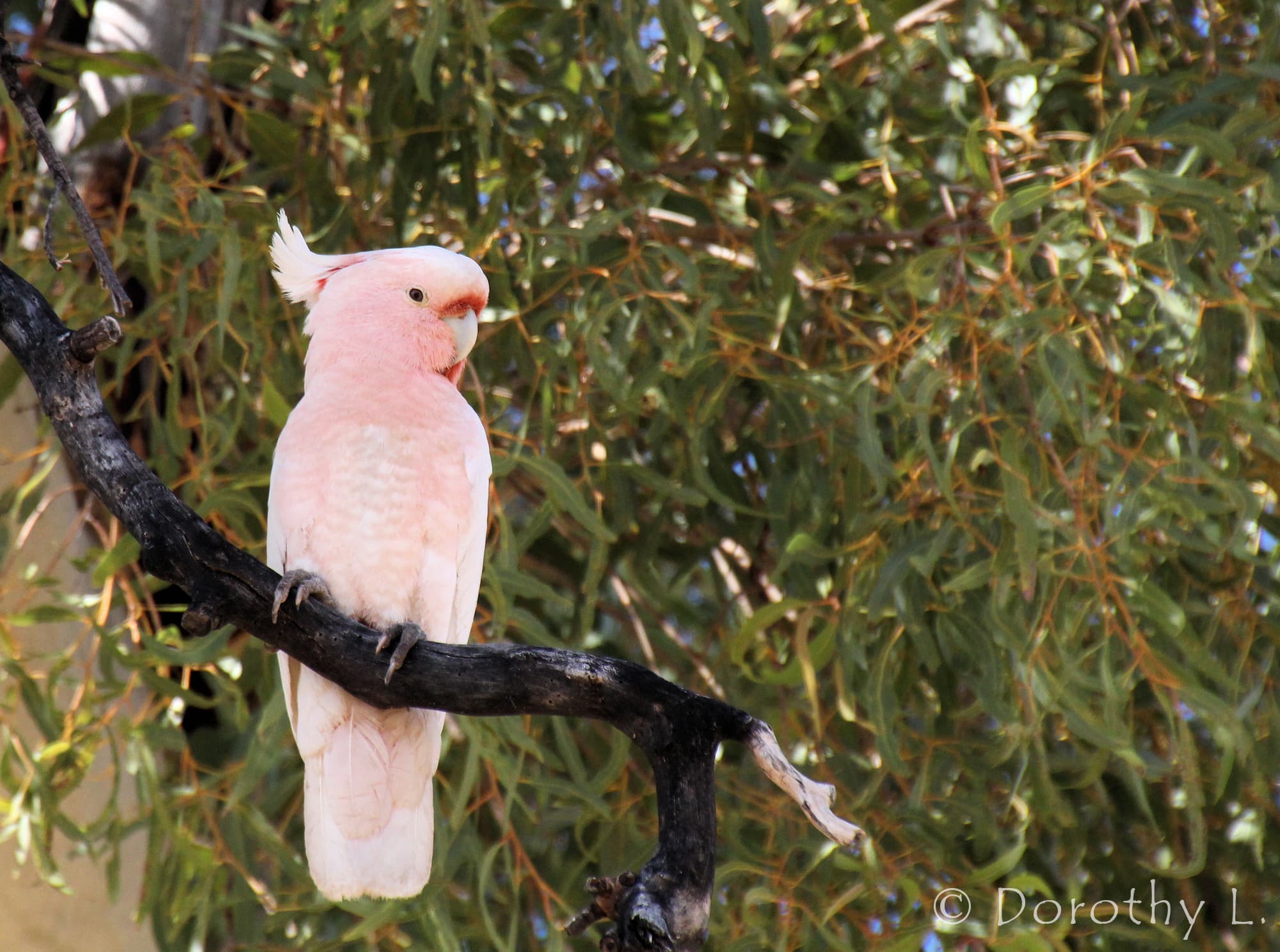 Pink Cockatoo – Ausemade