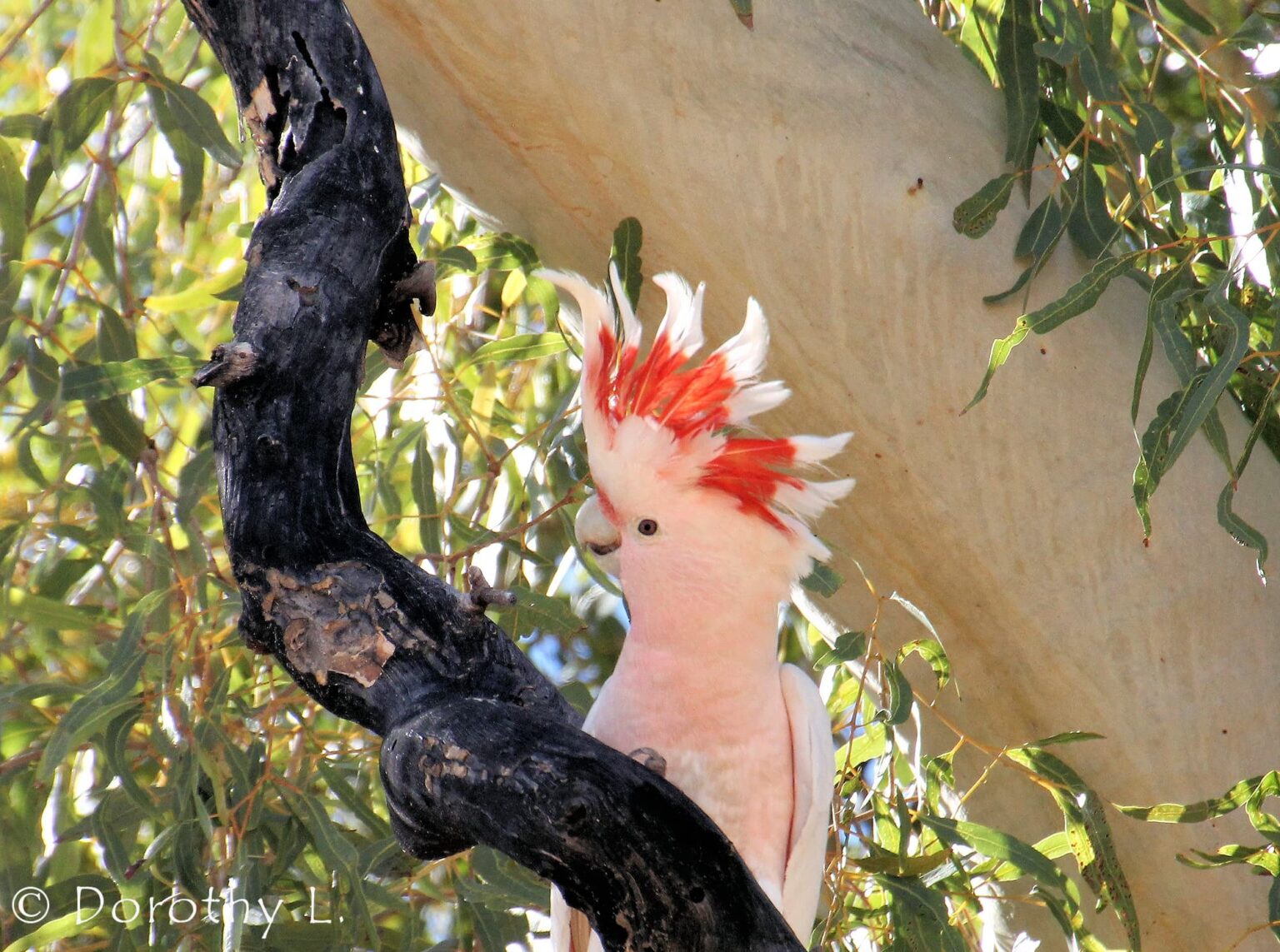Pink Cockatoo – Ausemade