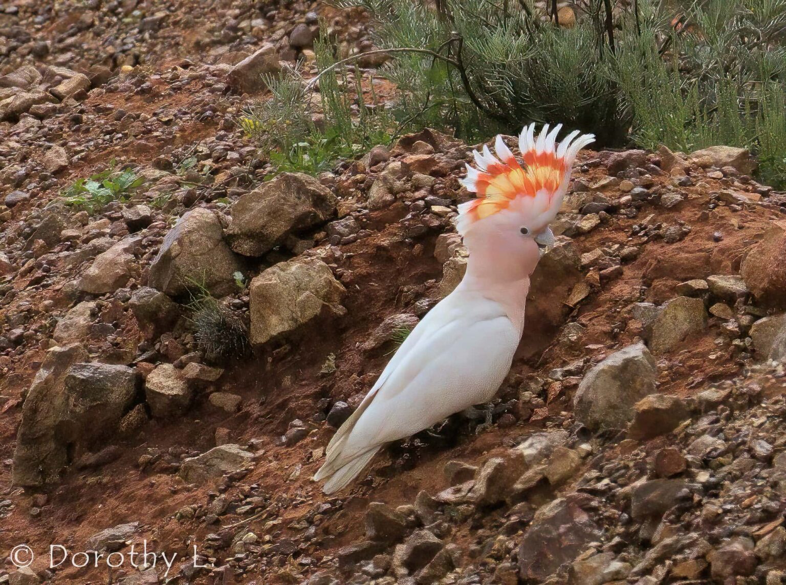 Pink Cockatoo – Ausemade