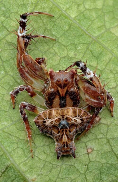 Arkys alatus (Winged Arkys) – Ausemade