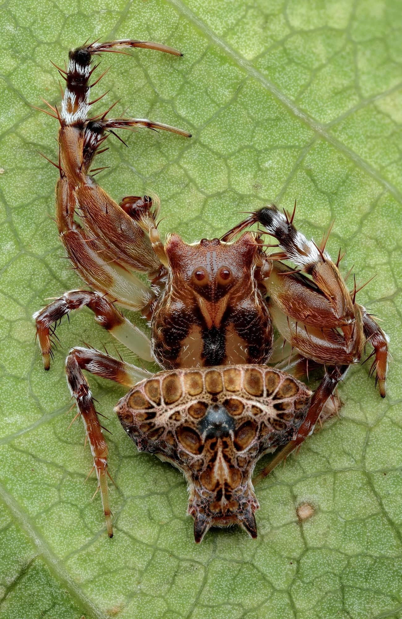 Arkys alatus (Winged Arkys) – Ausemade