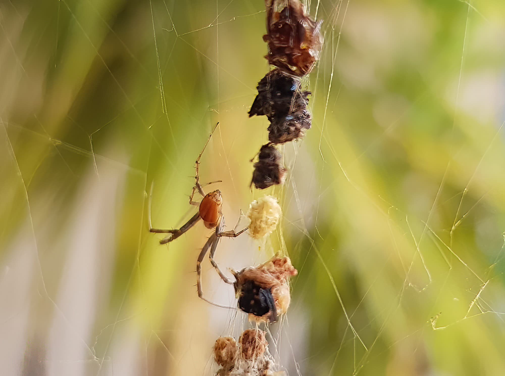 There’s more than size, when opposite attracts – Ausemade