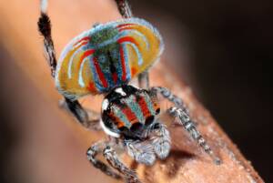 Maratus volans – Ausemade