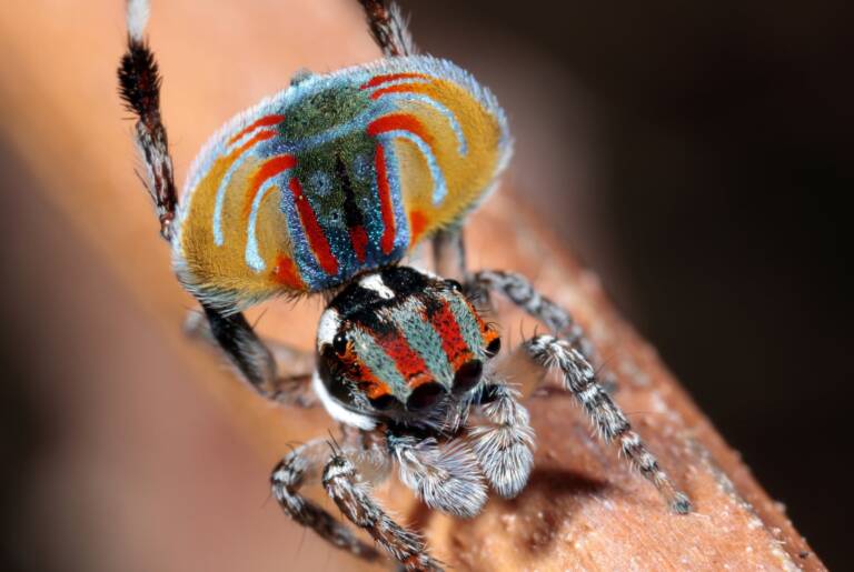 Maratus volans – Ausemade