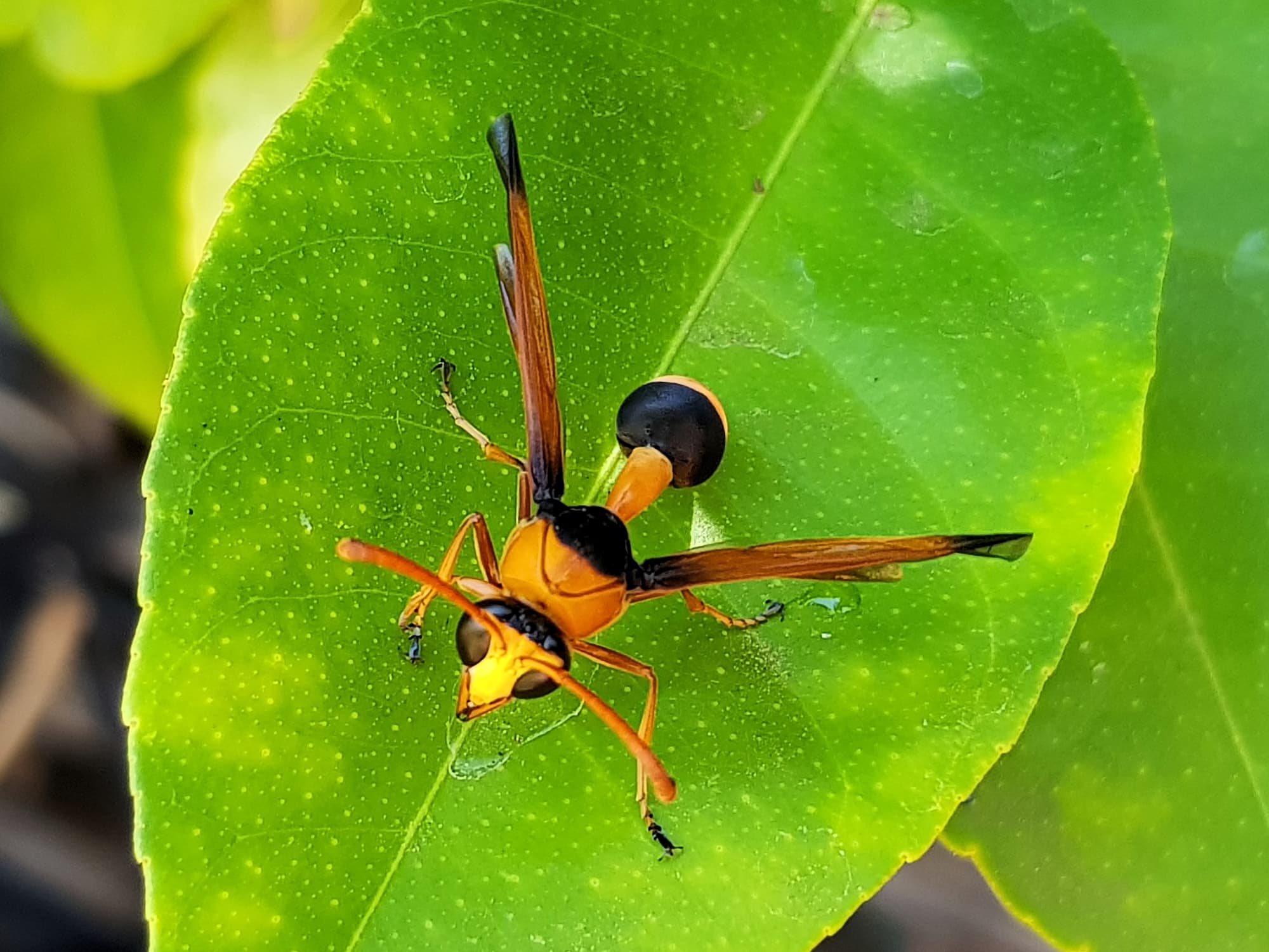 Australian Large Wasps – Ausemade