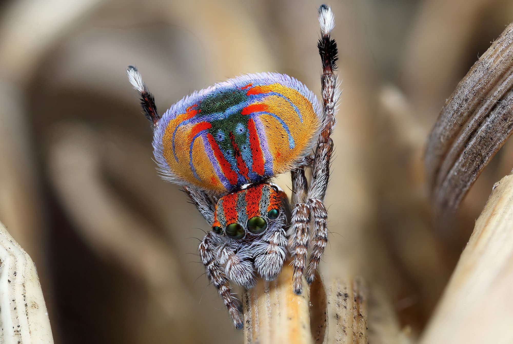Maratus volans Dancing – Ausemade