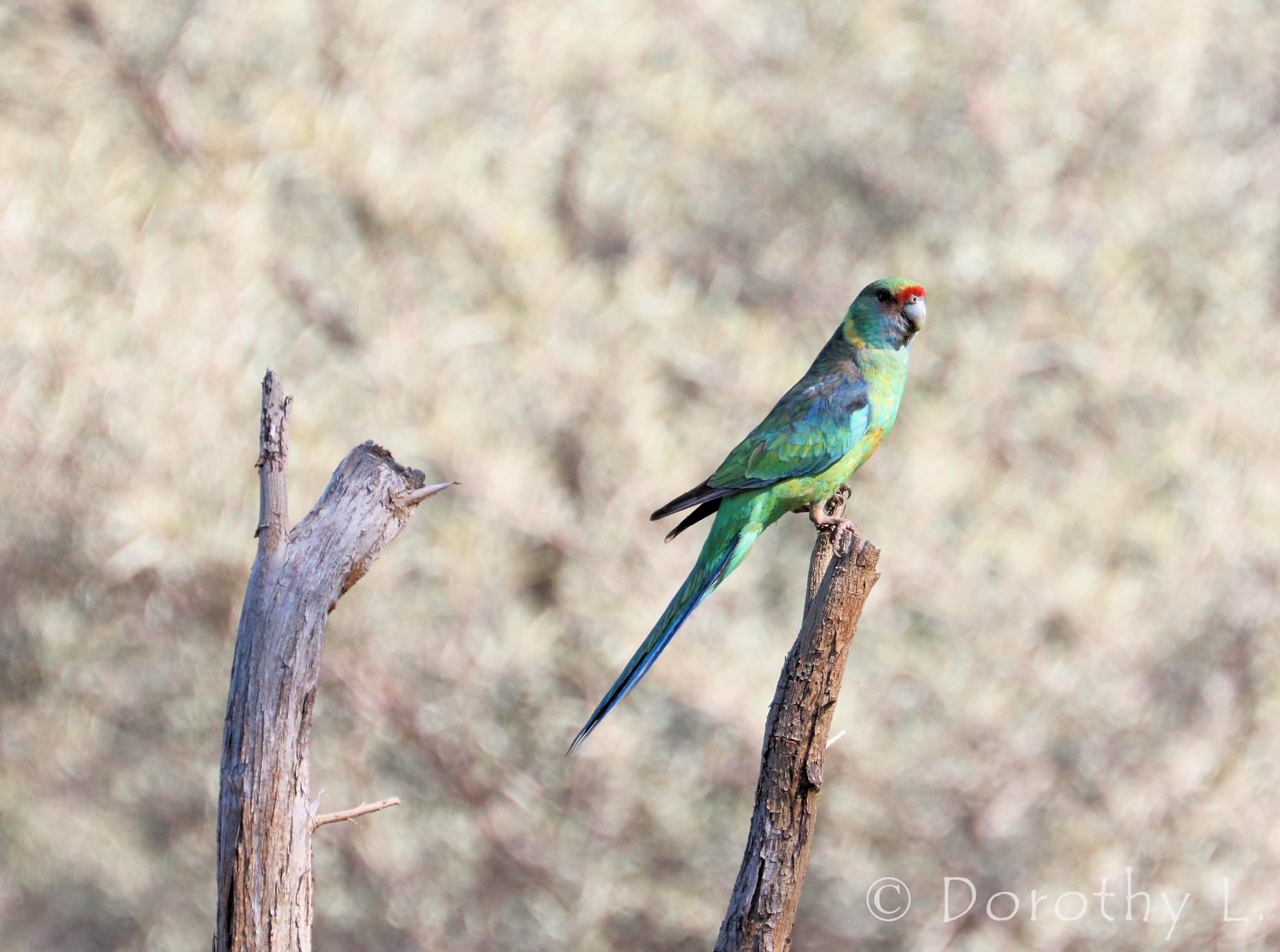Mallee Ringneck – Ausemade