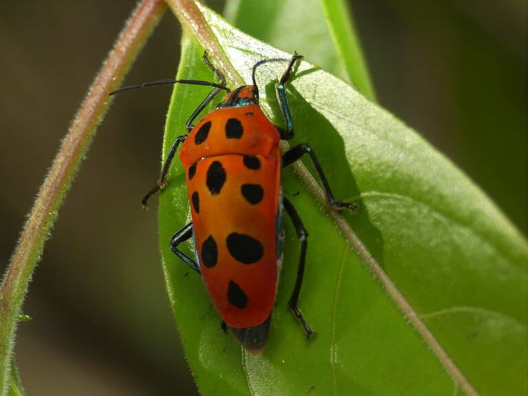 Mallotus Harlequin Bug (Cantao parentum) – Ausemade
