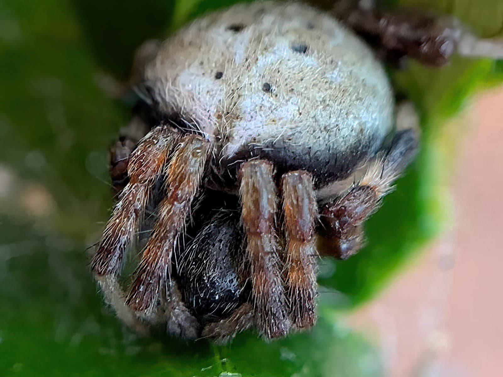 Mangrovia albida – Ausemade