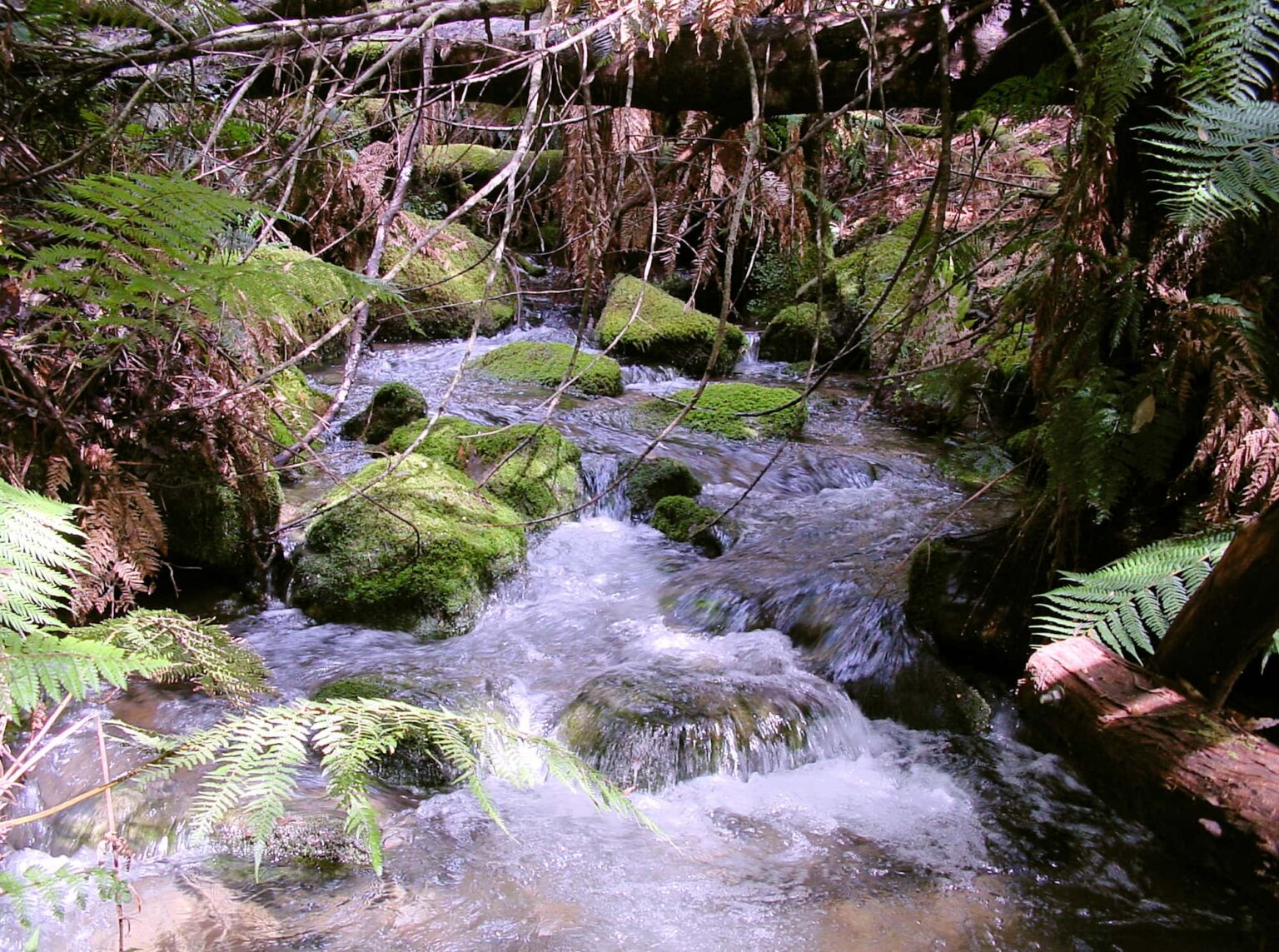 Tasmania – Ausemade