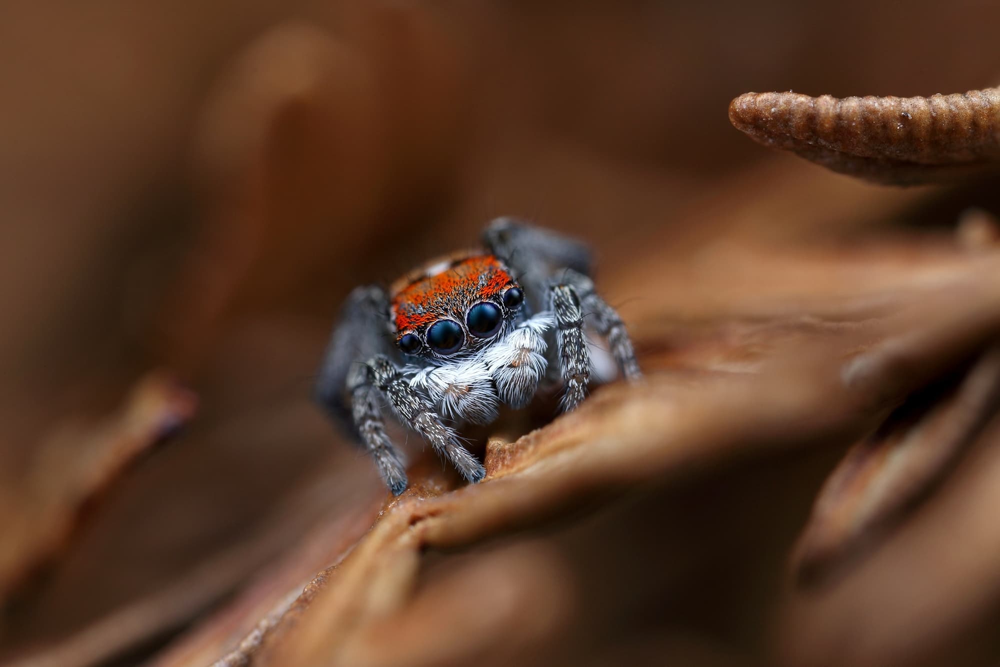 Maratus amabilis – Ausemade