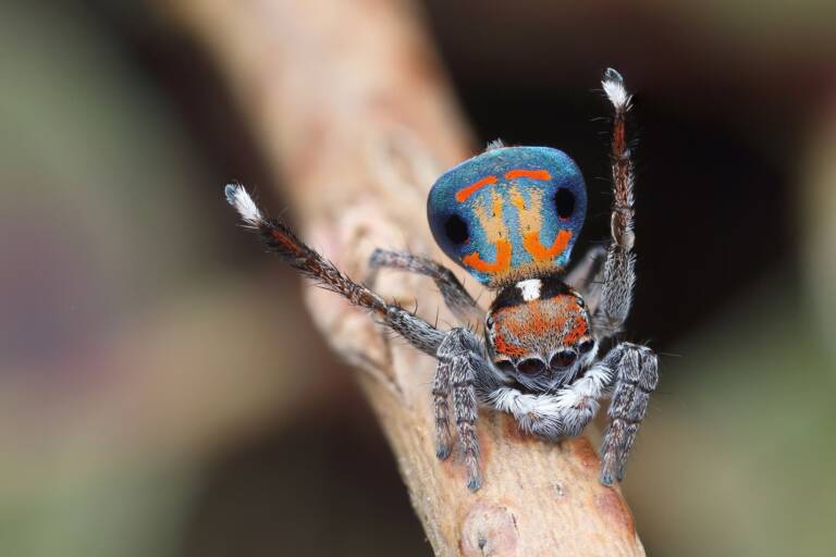 Maratus amabilis – Ausemade