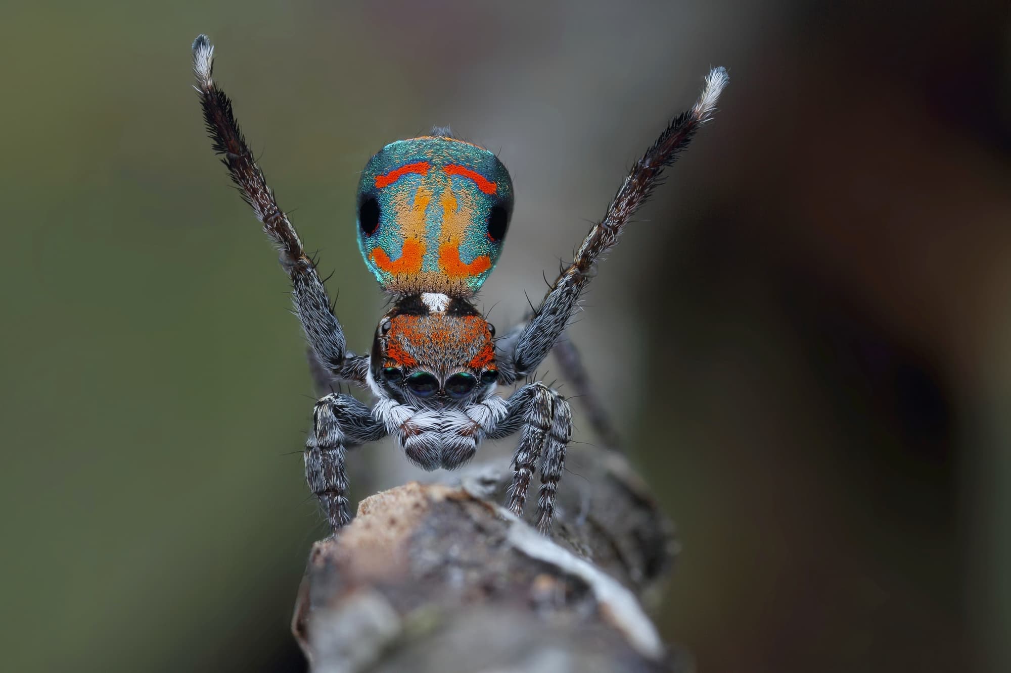 Maratus amabilis – Ausemade