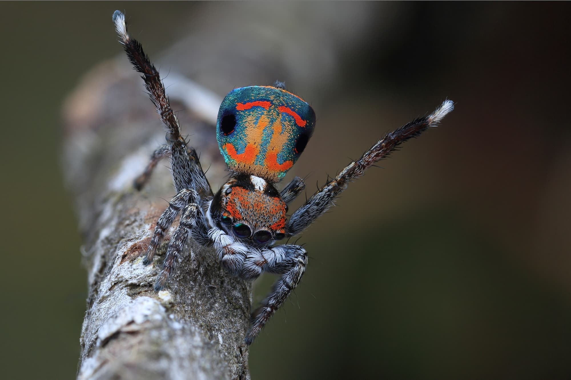 Maratus amabilis – Ausemade
