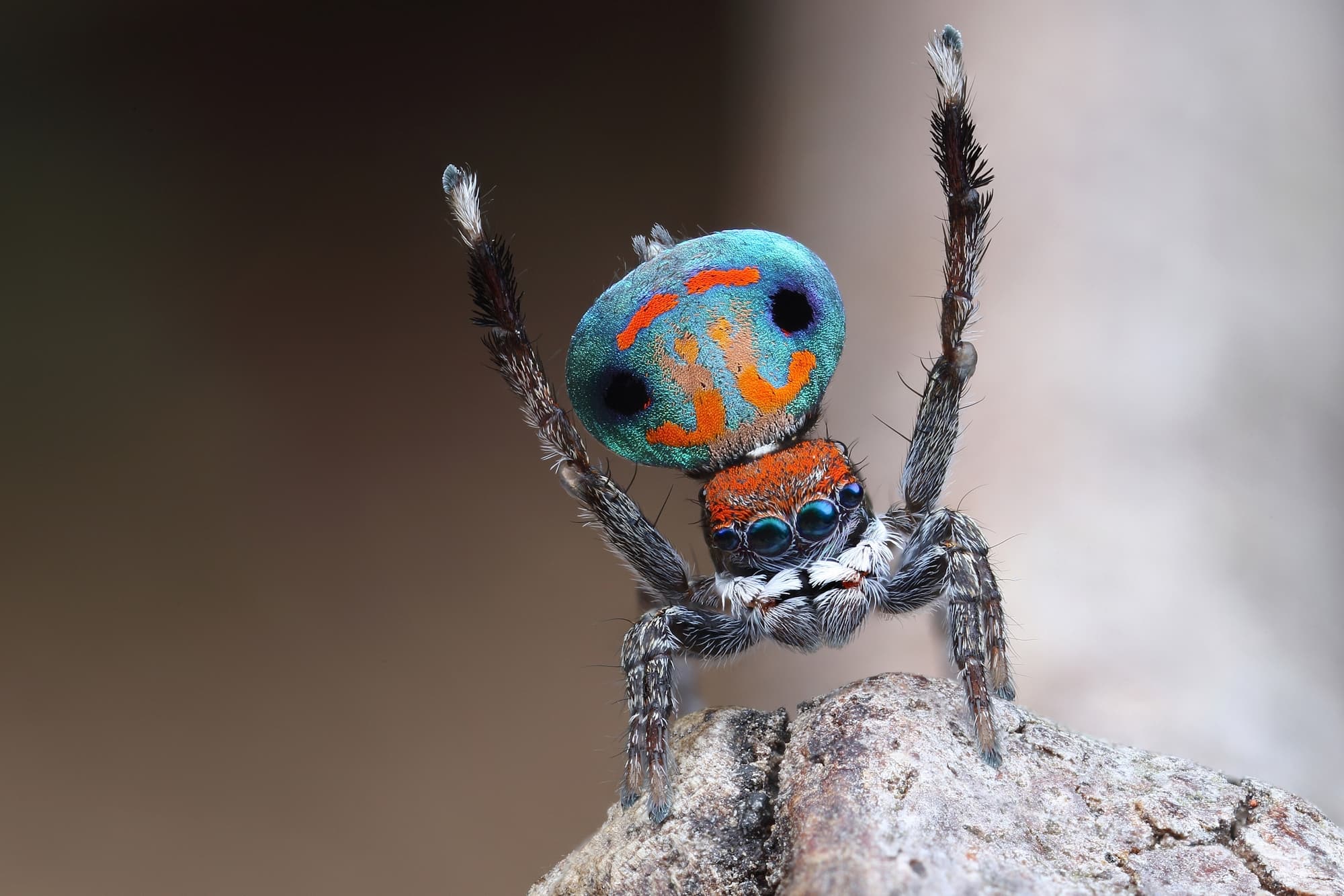 Maratus amabilis – Ausemade