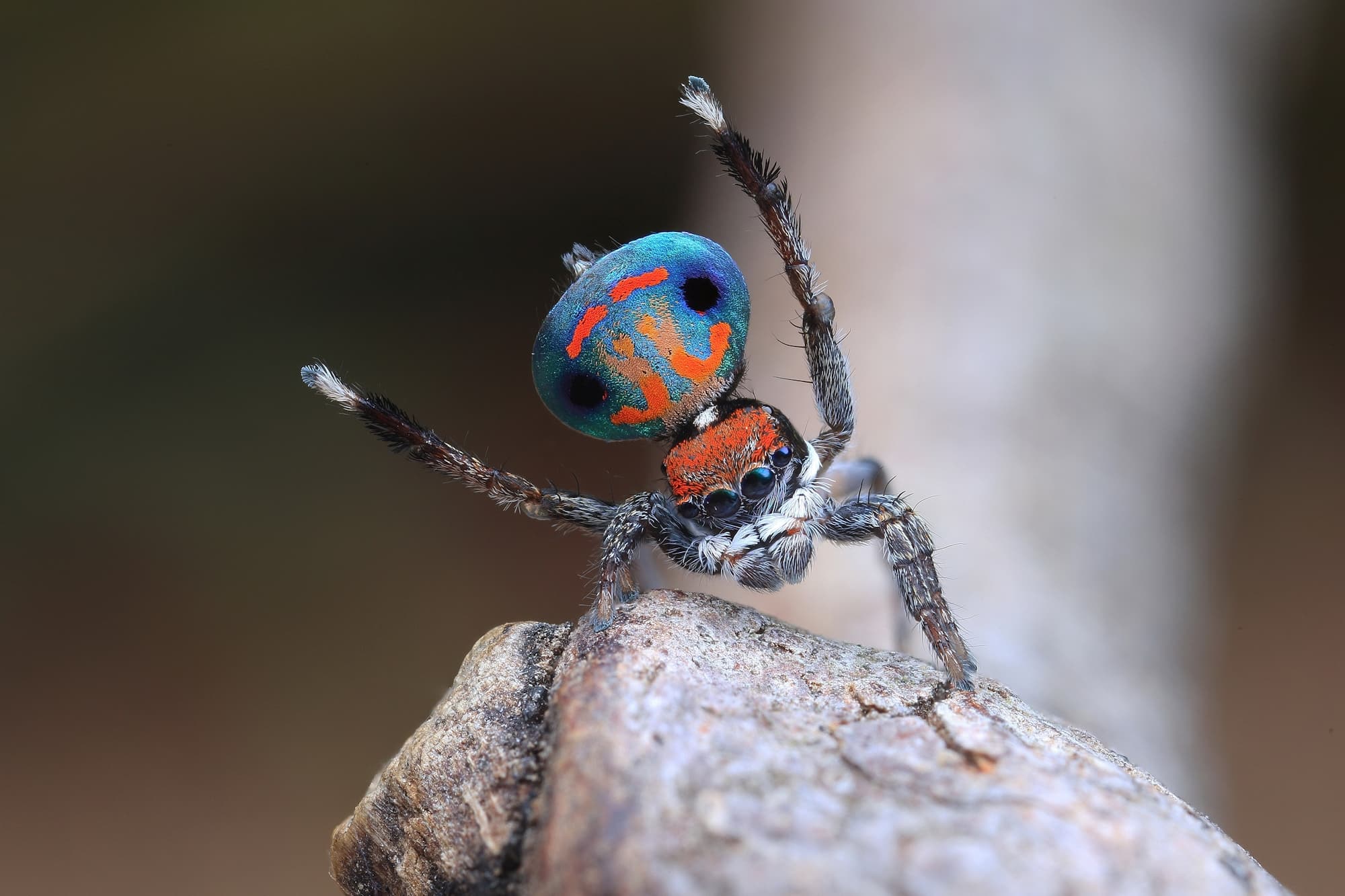 Maratus amabilis – Ausemade