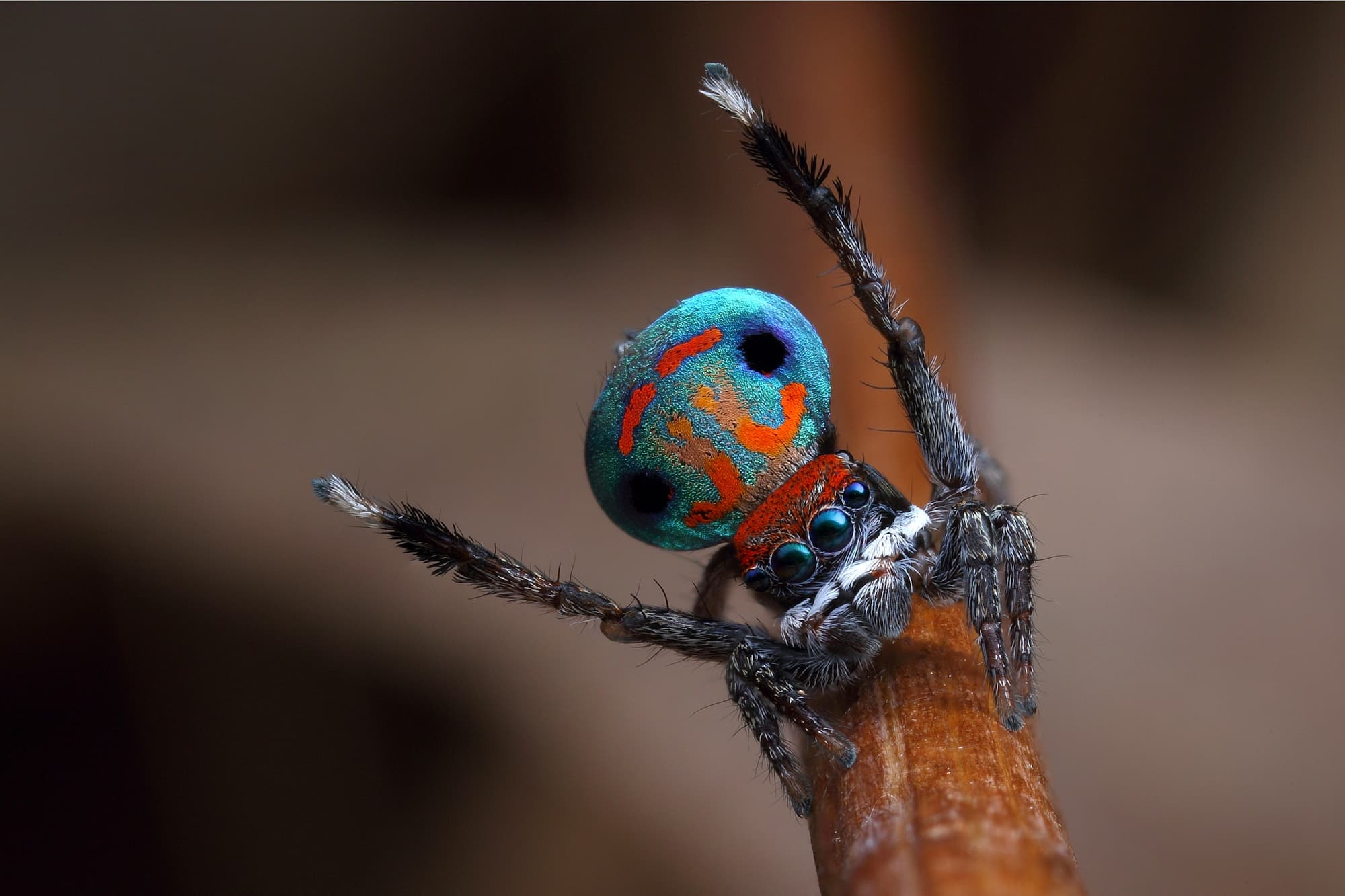 Maratus amabilis – Ausemade