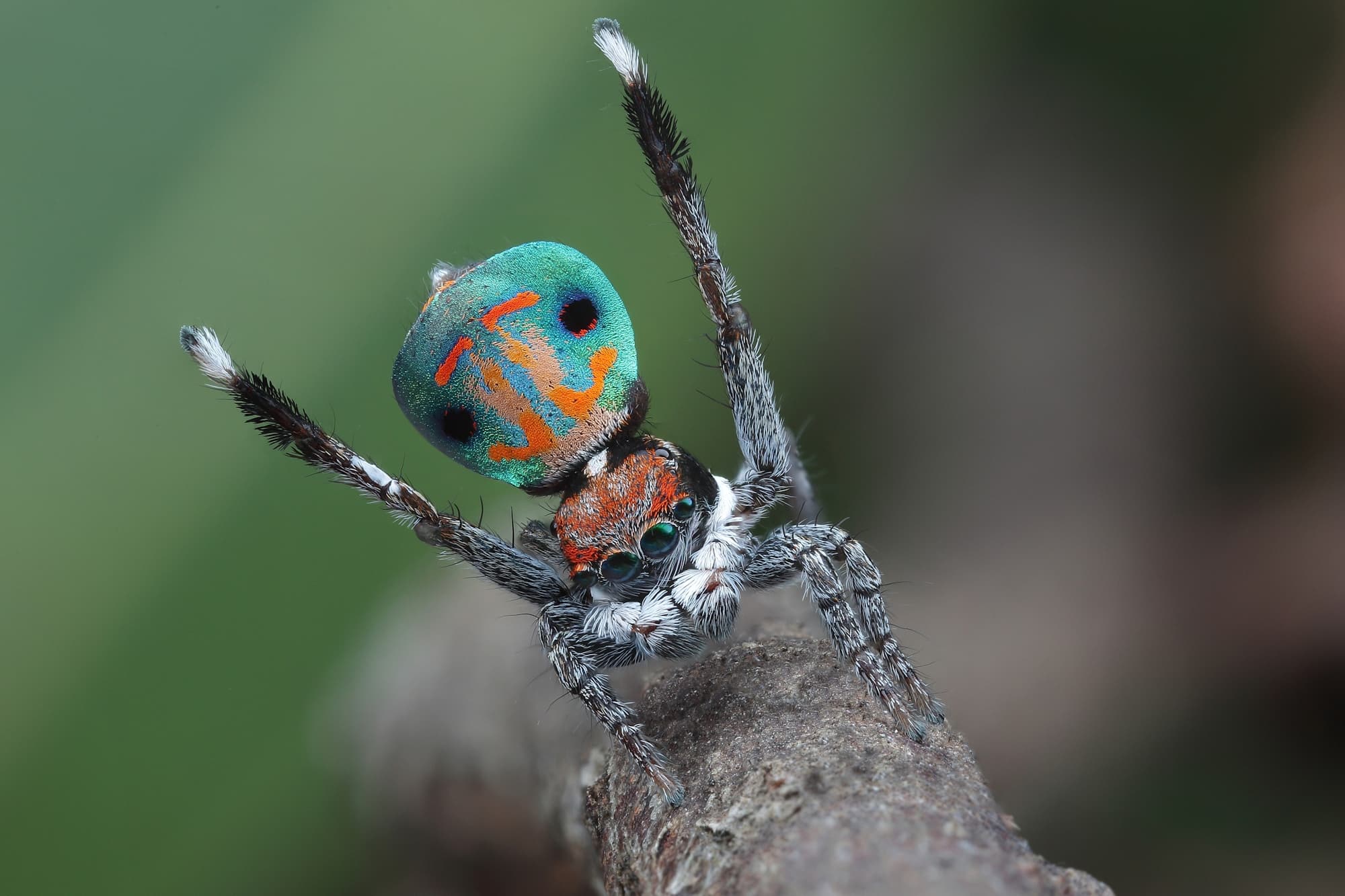 Maratus amabilis – Ausemade