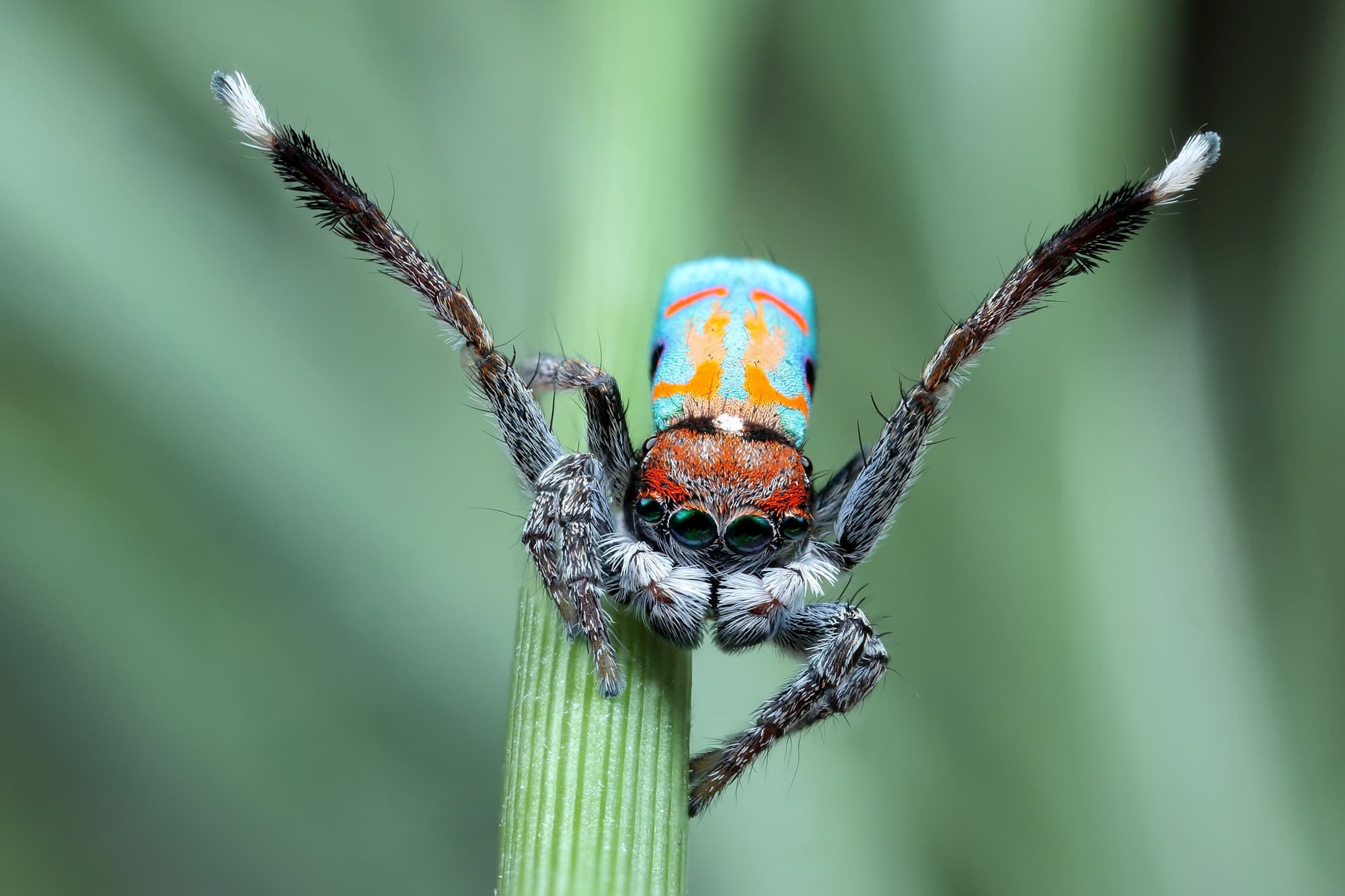 Maratus amabilis – Ausemade
