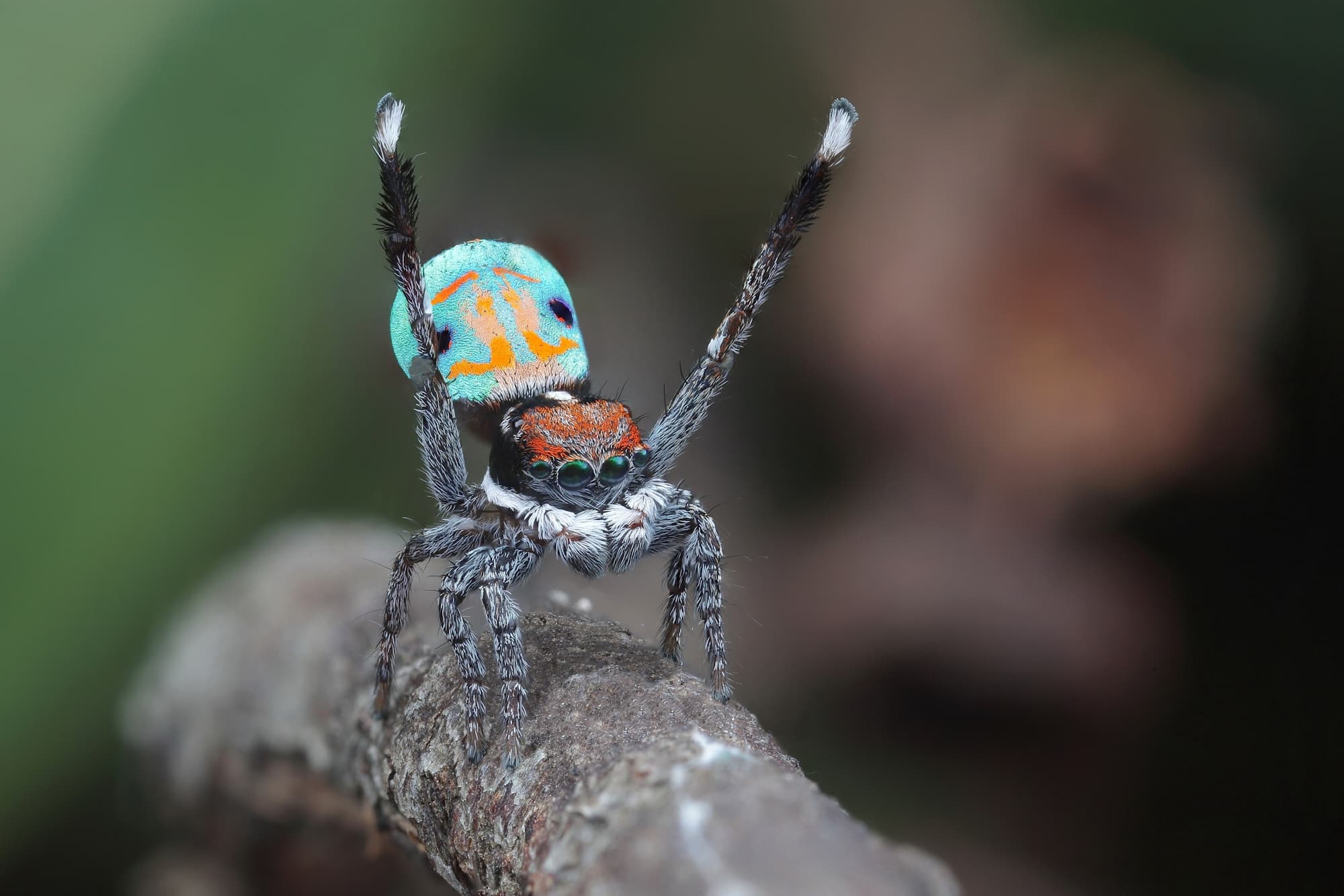 Maratus amabilis – Ausemade