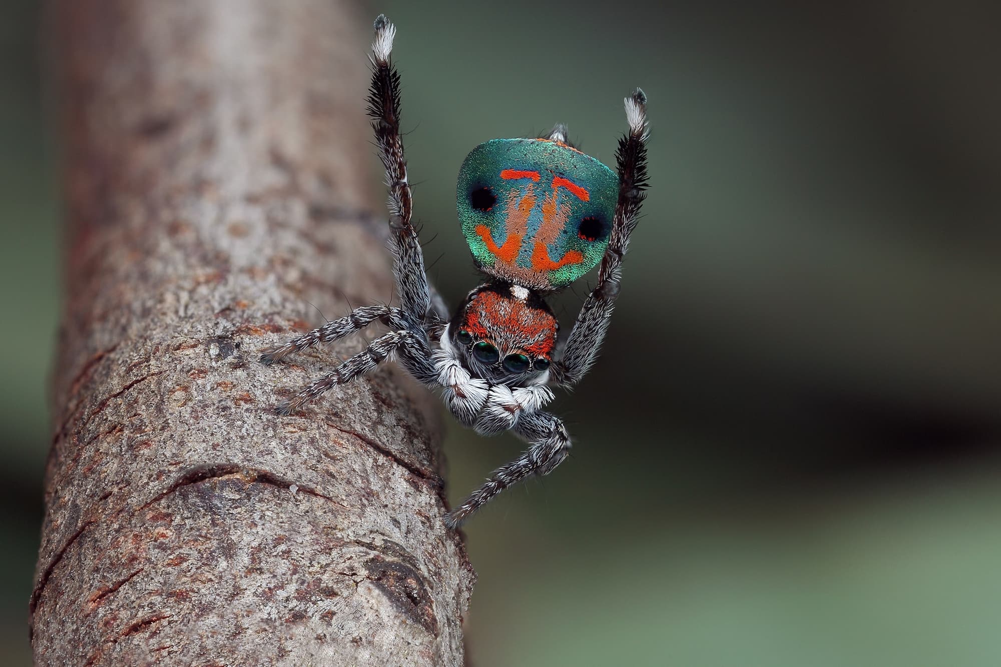 Maratus amabilis – Ausemade