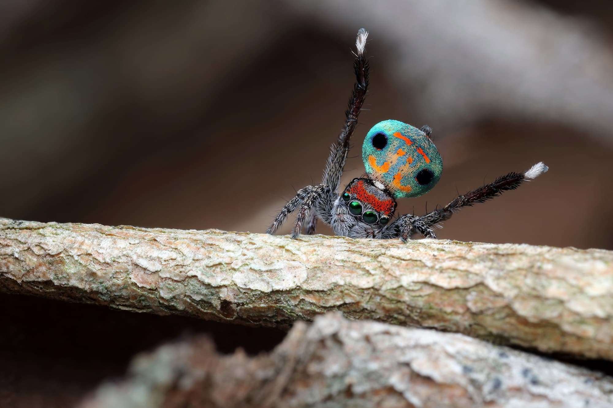Maratus amabilis – Ausemade