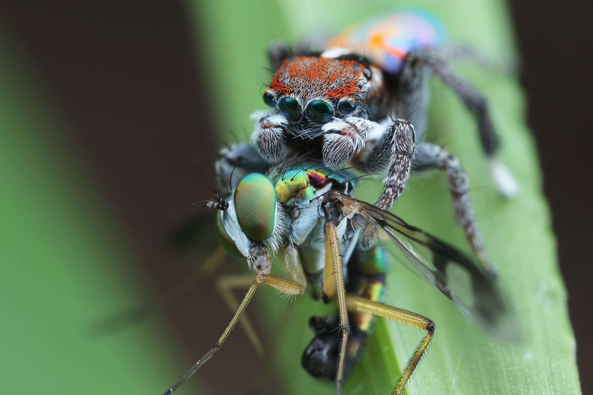 Maratus amabilis Prey – Ausemade