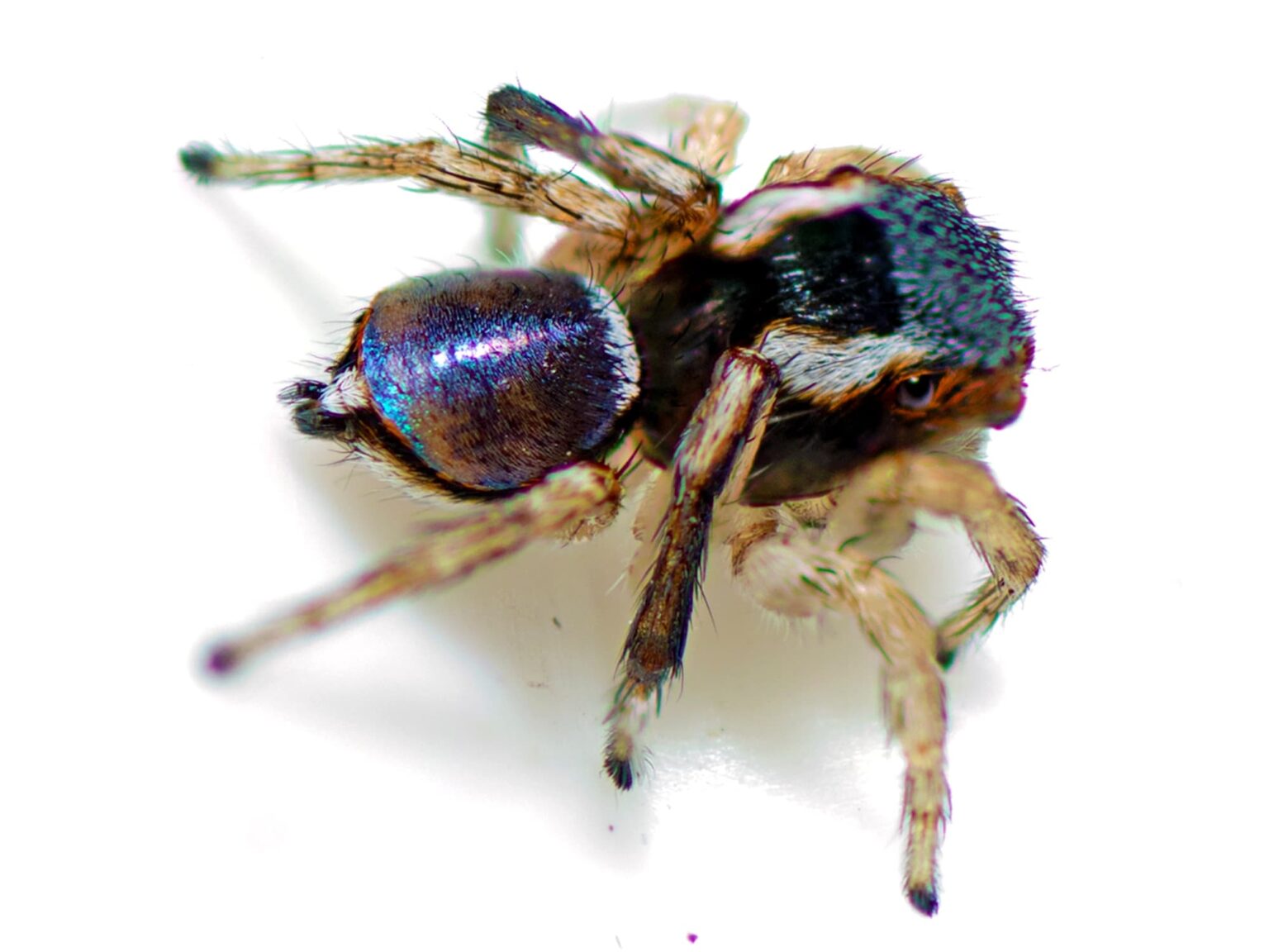 Maratus anomalus – Ausemade