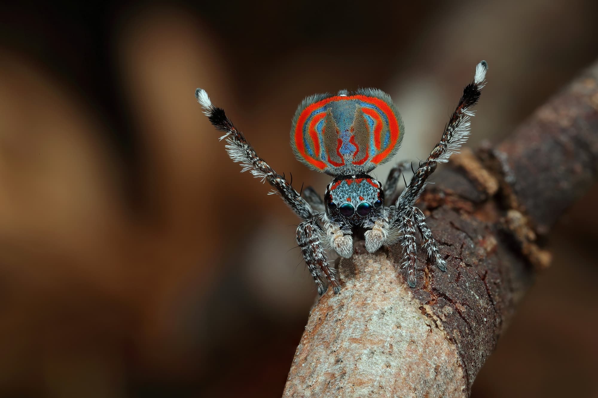 Maratus elephans – Ausemade