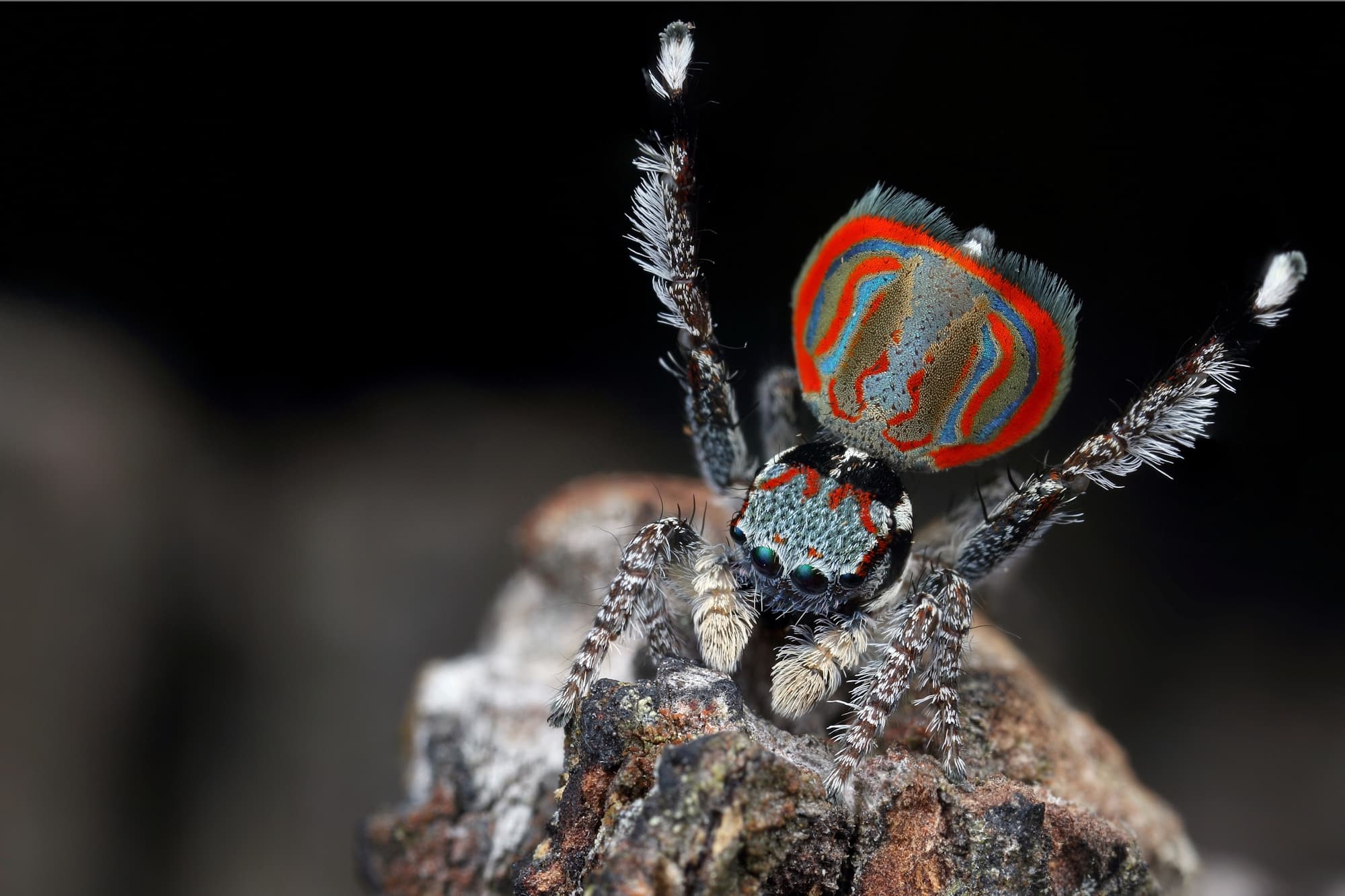 Maratus elephans – Ausemade