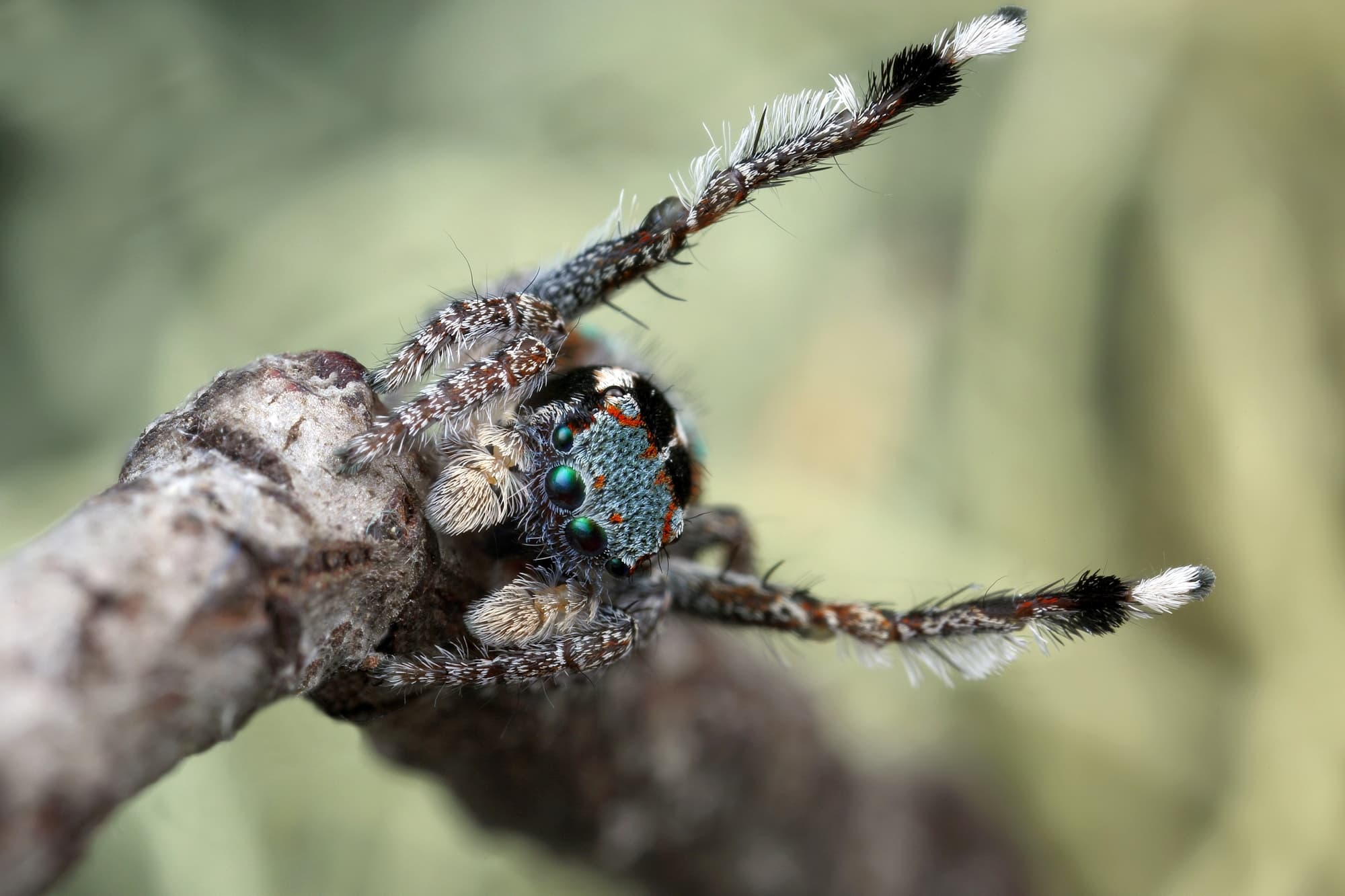 Maratus elephans – Ausemade
