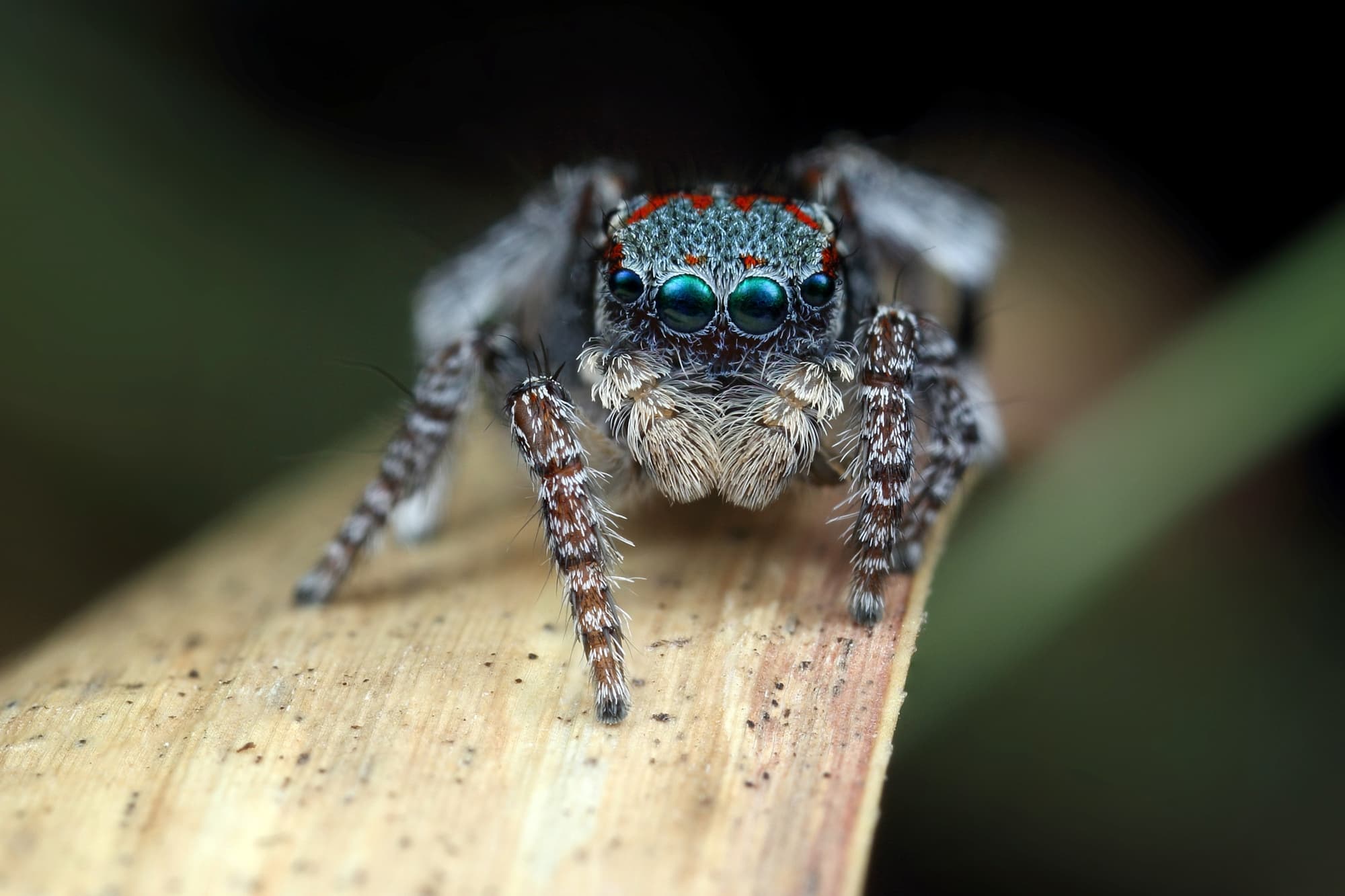 Maratus elephans – Ausemade