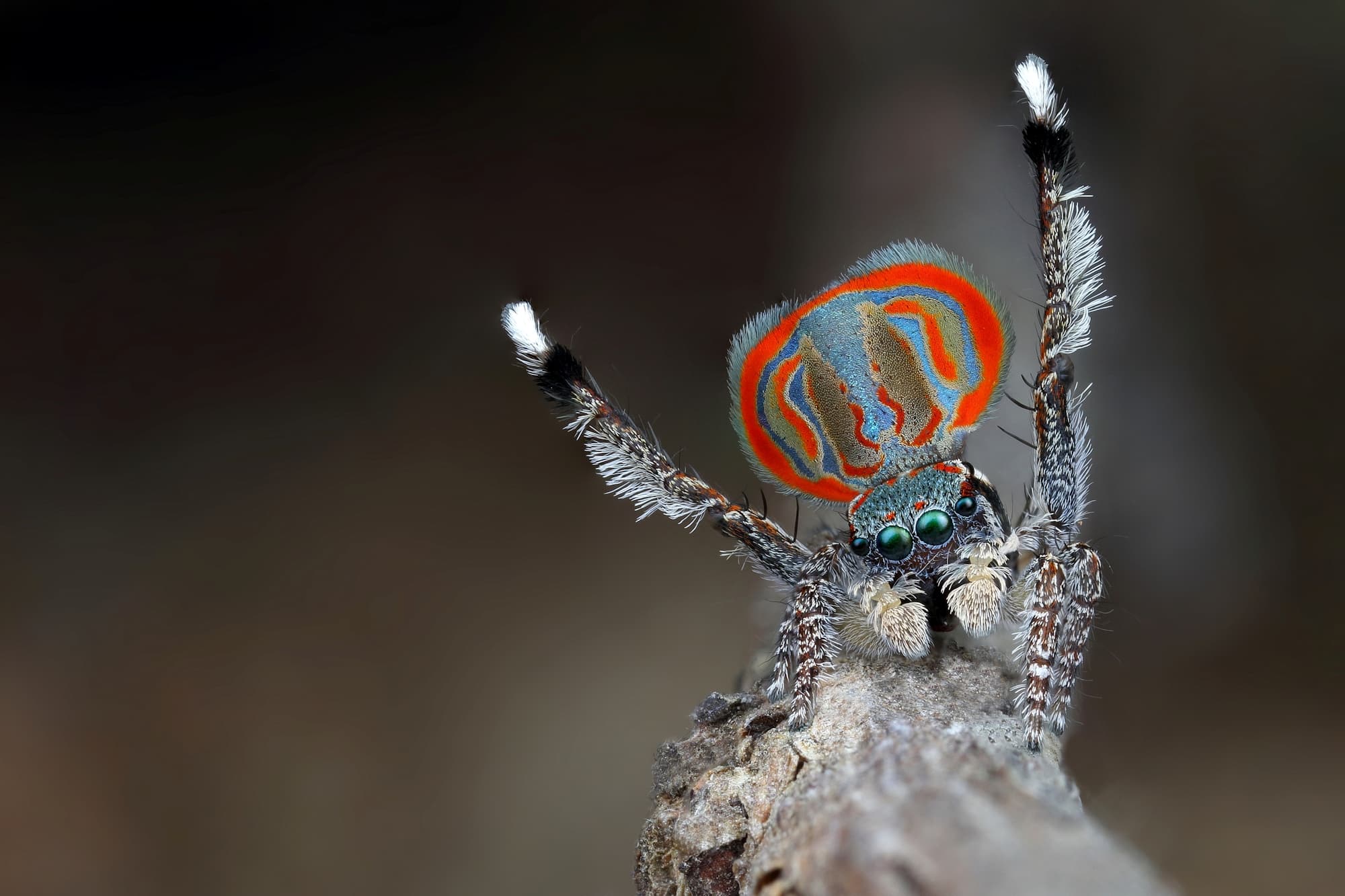 Maratus elephans – Ausemade