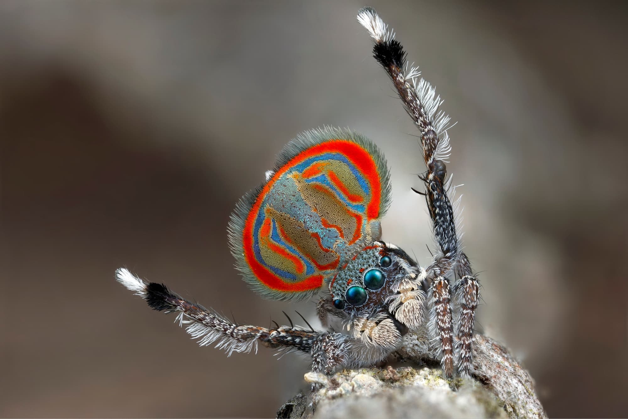 Maratus elephans – Ausemade