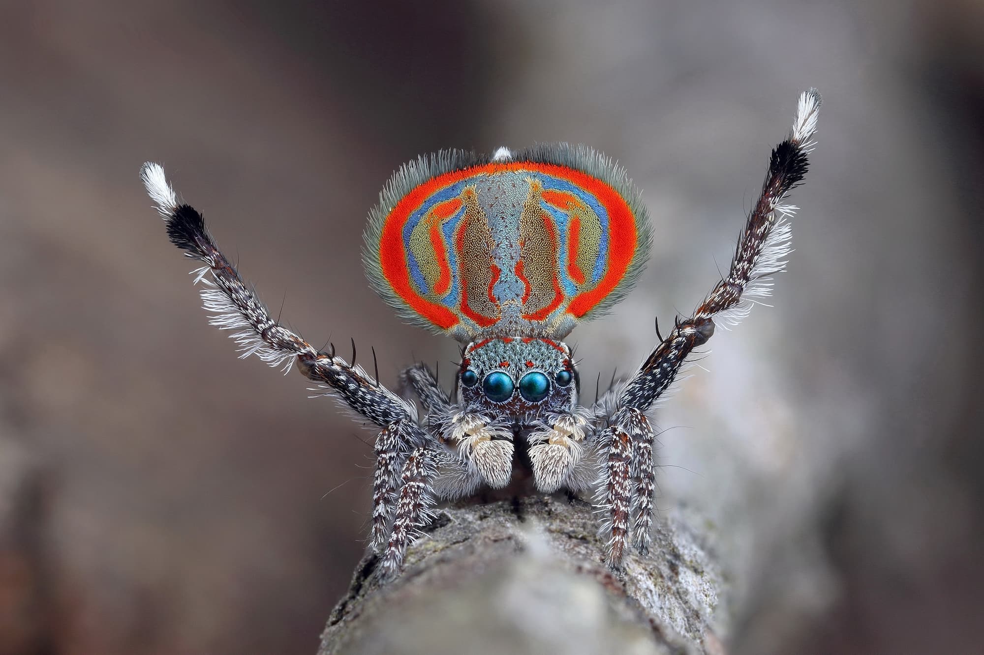 Maratus elephans – Ausemade