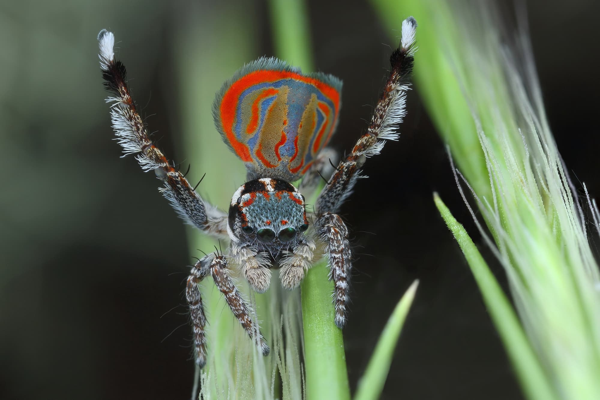 Maratus elephans – Ausemade