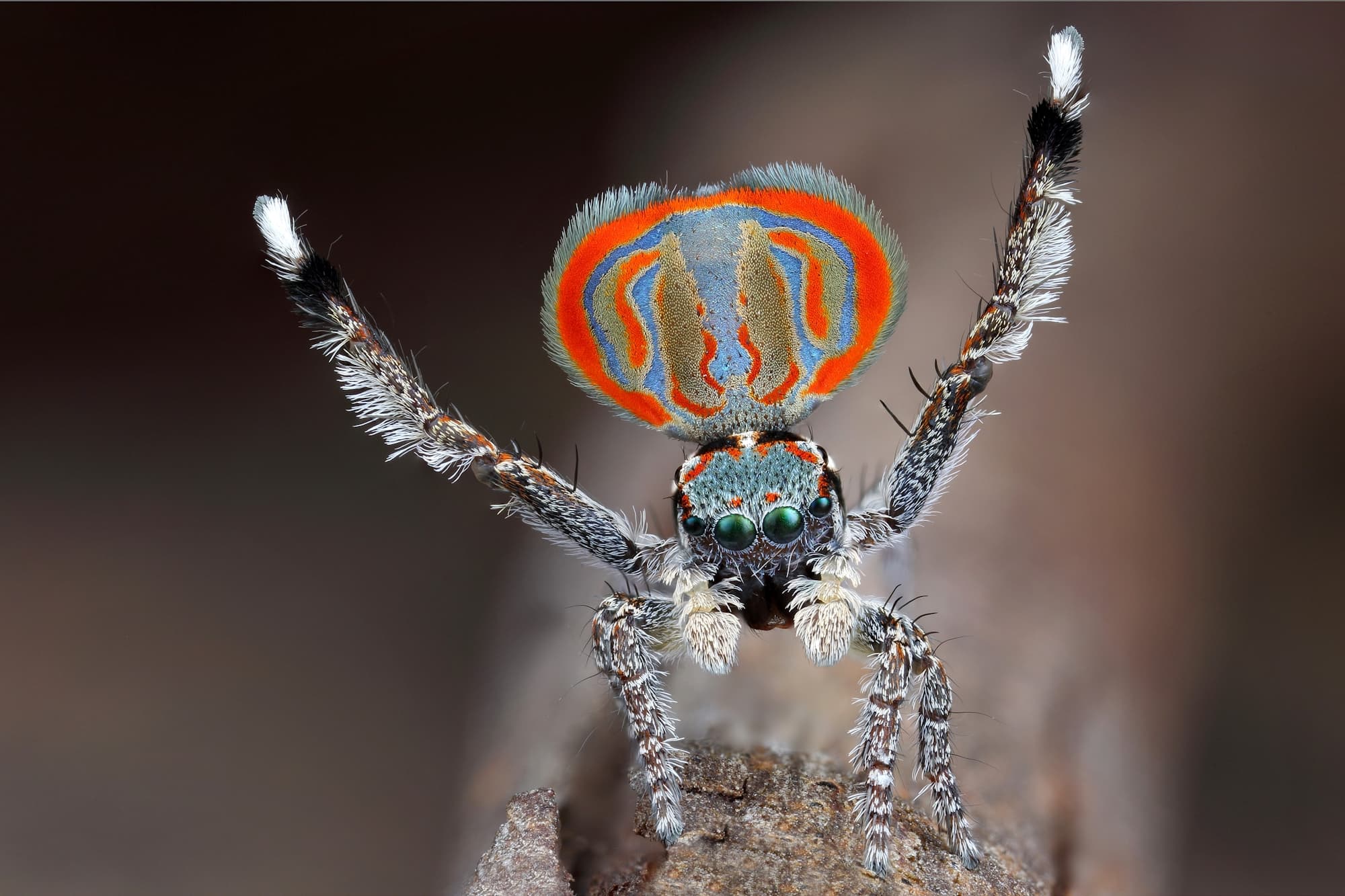 Maratus – Ausemade
