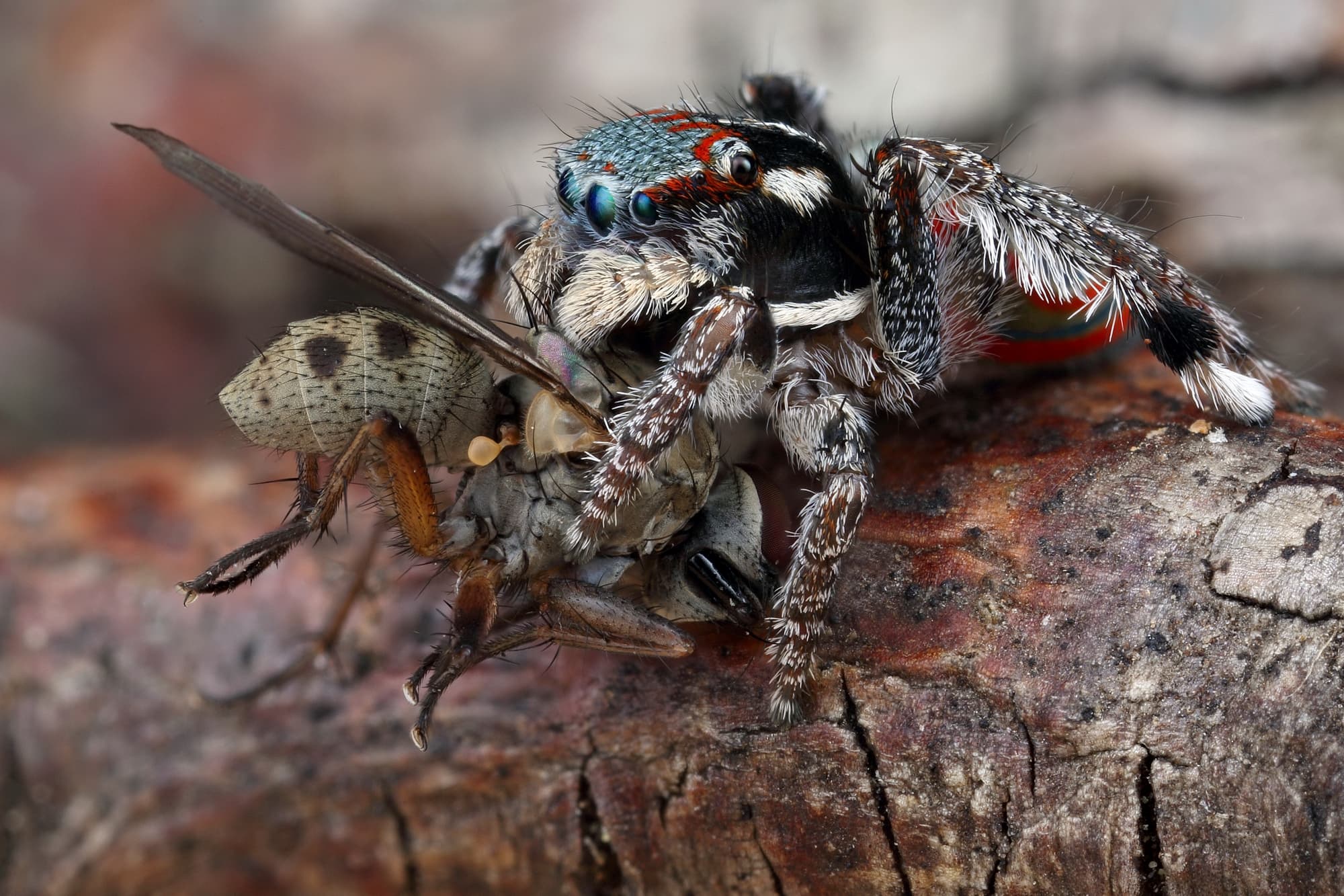 Maratus elephans – Ausemade