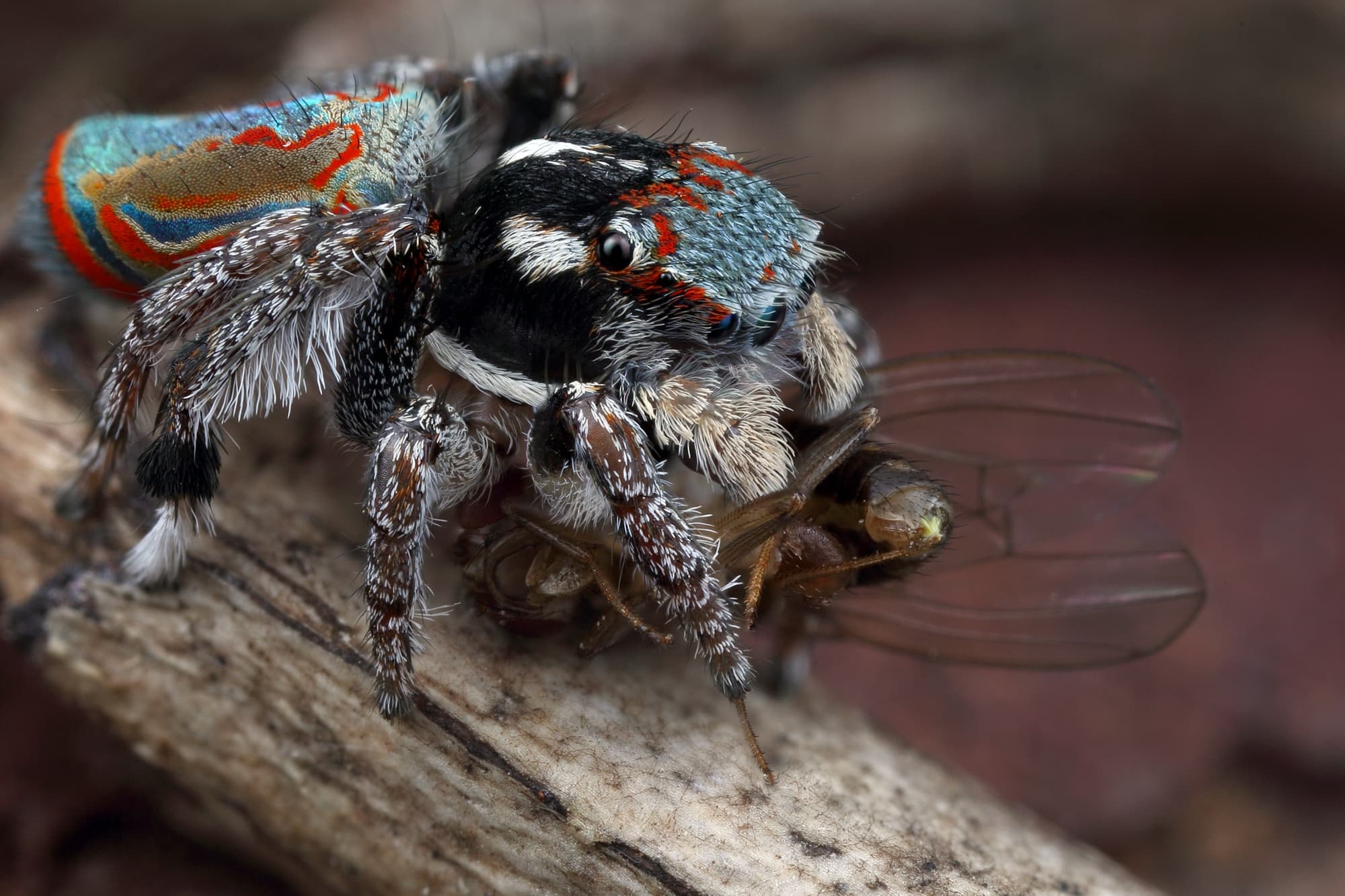 Maratus elephans – Ausemade