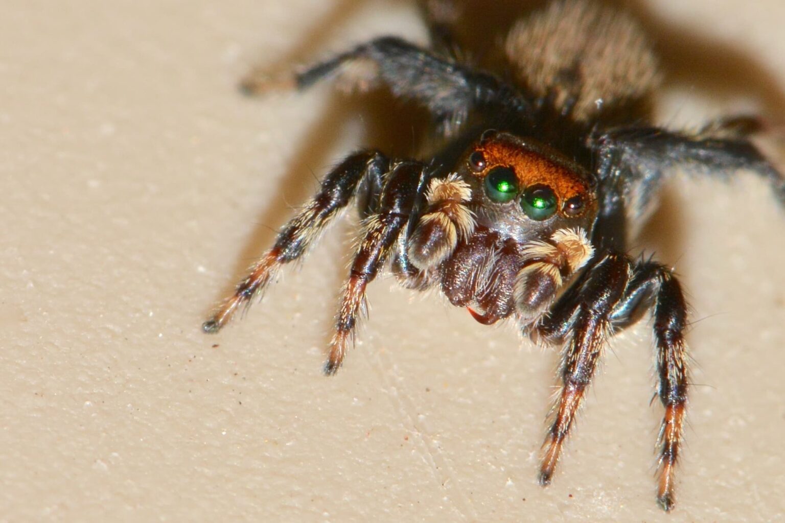 Maratus griseus – Ausemade