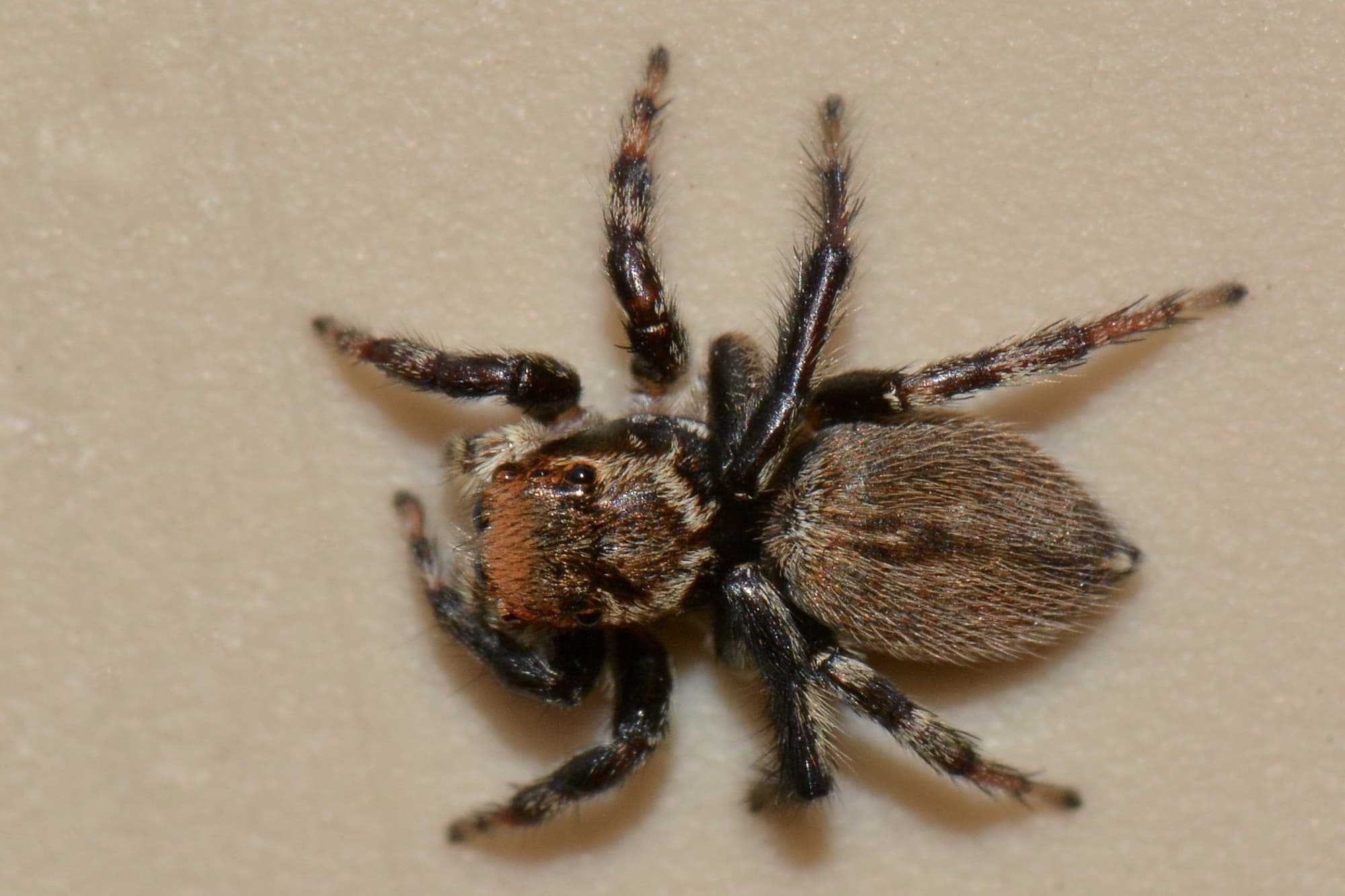 Maratus griseus – Ausemade