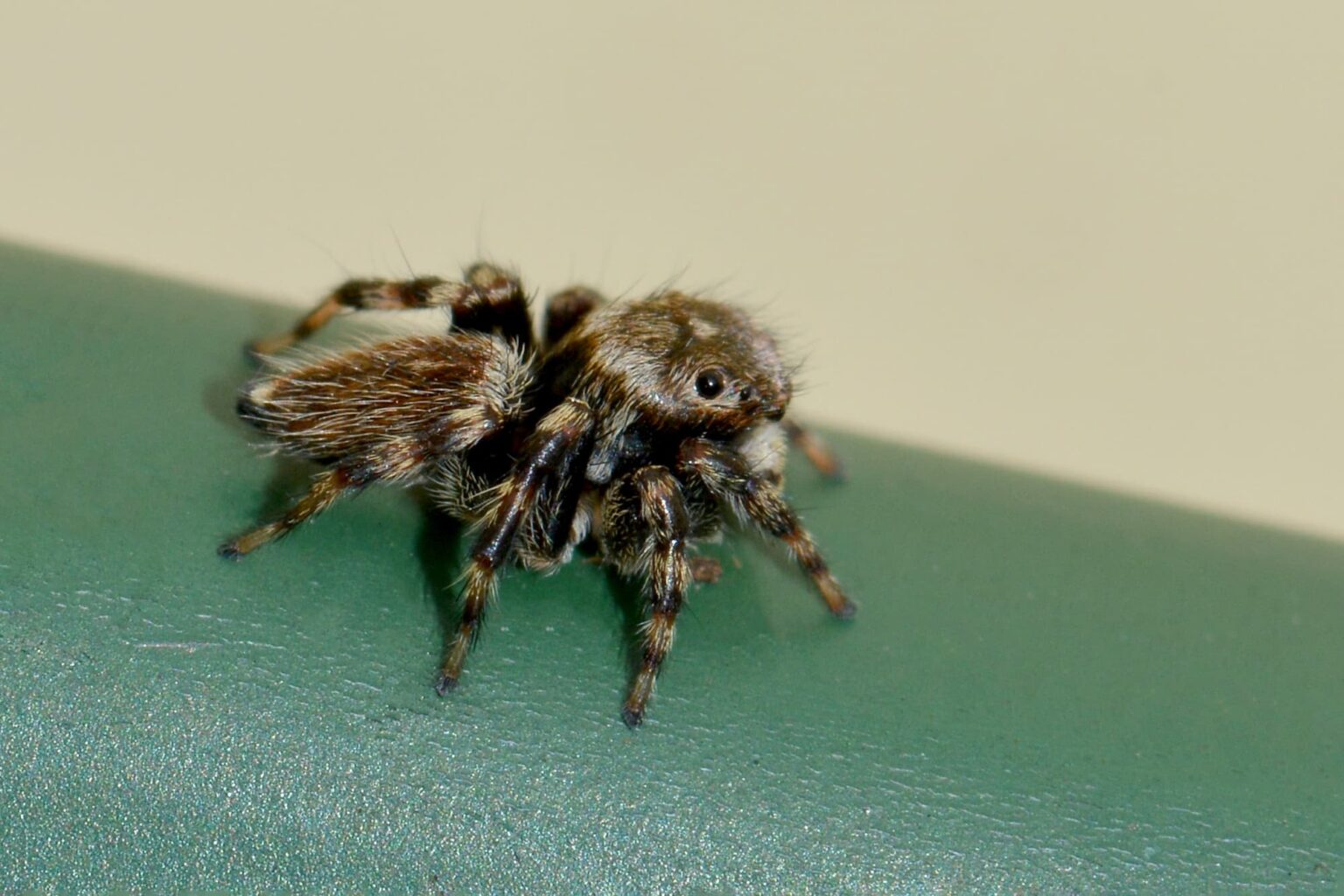 Maratus griseus – Ausemade