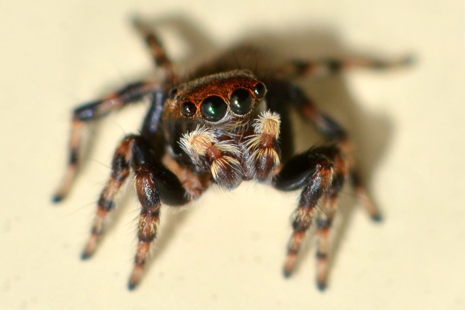Maratus griseus – Ausemade