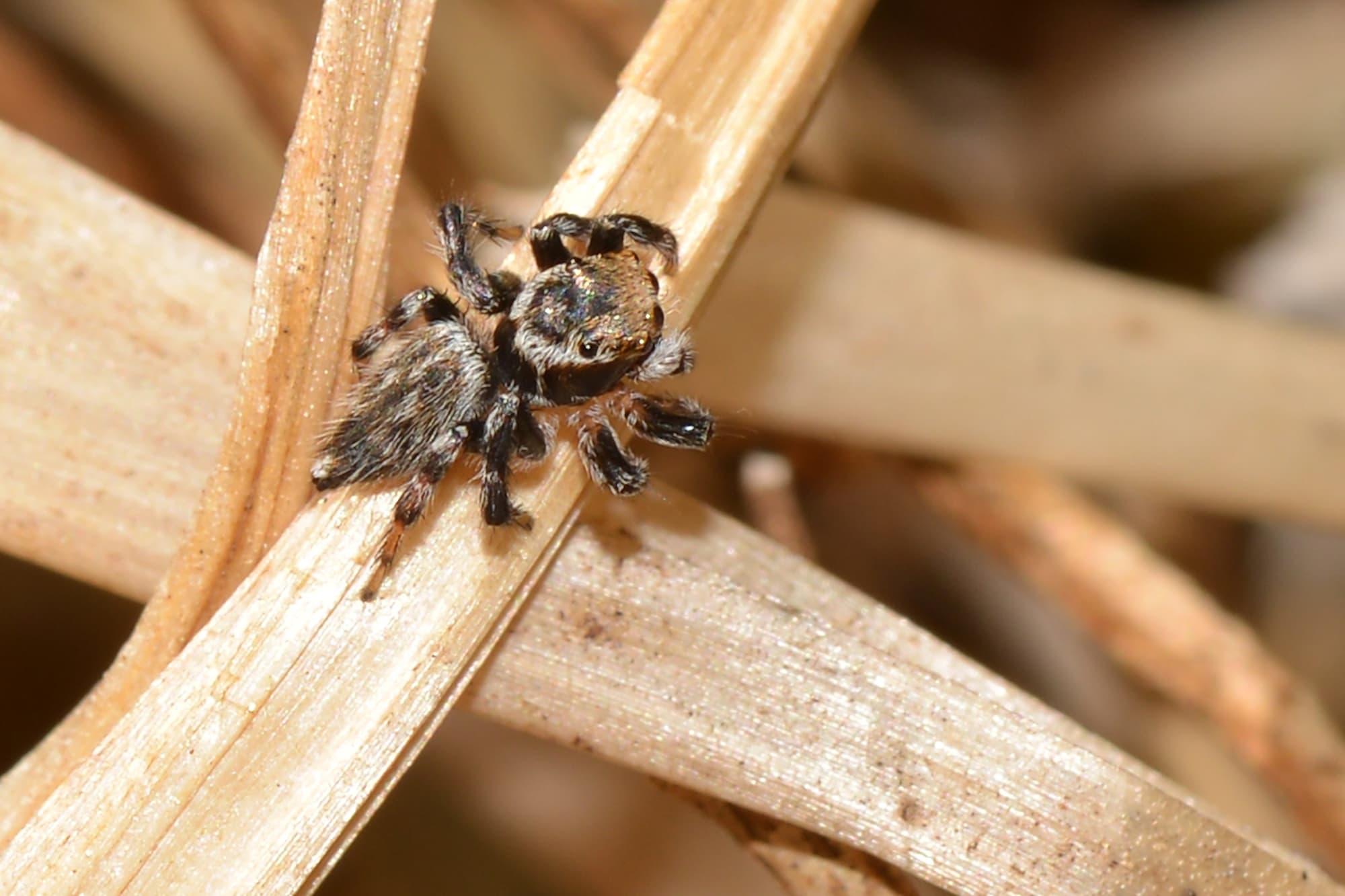 Maratus griseus – Ausemade