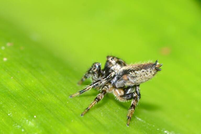 Maratus griseus – Ausemade